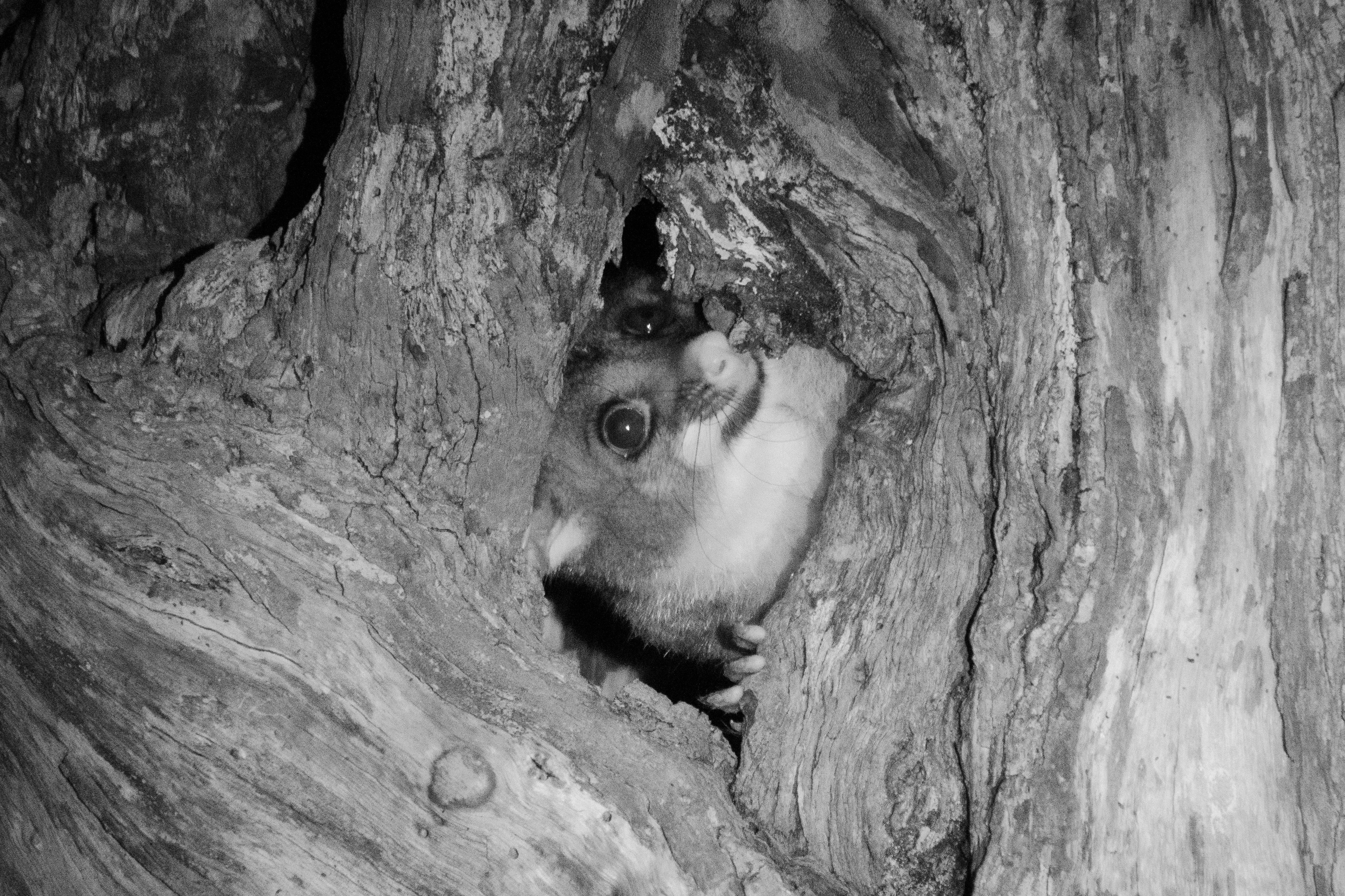 Curled in the Cavern: A Bat Scout in the Dark