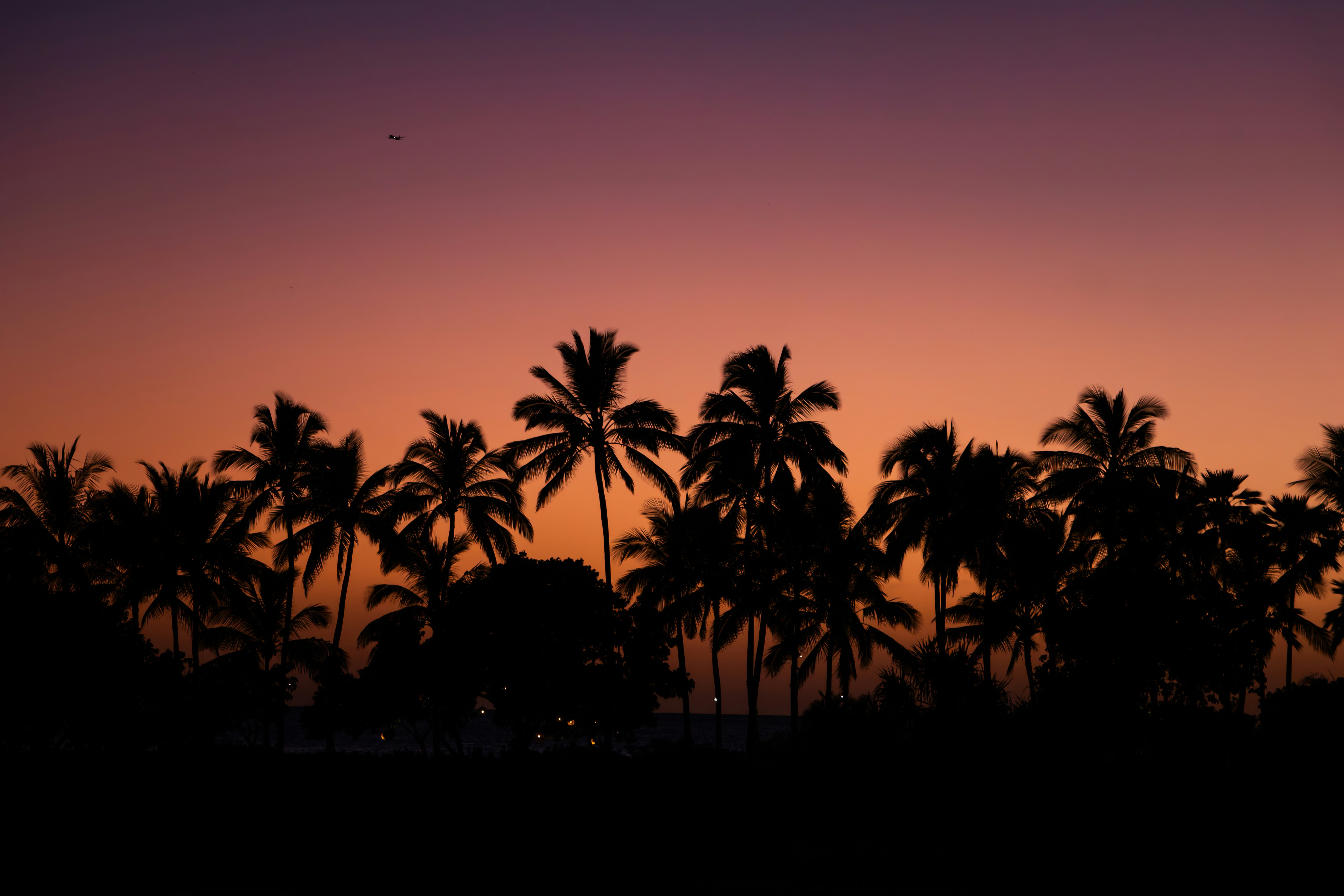 Silhouetted Palm Line at Dusk