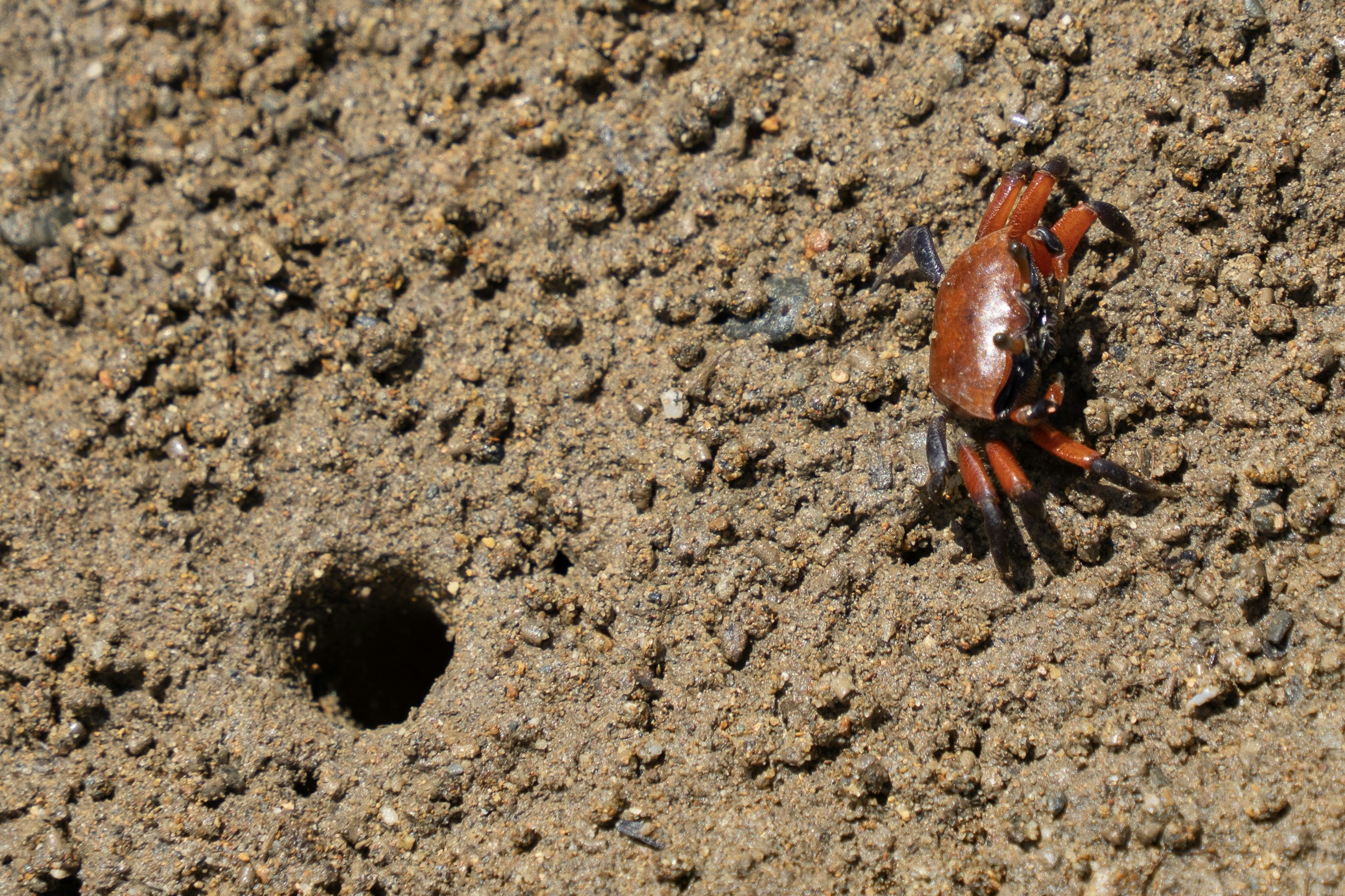crab