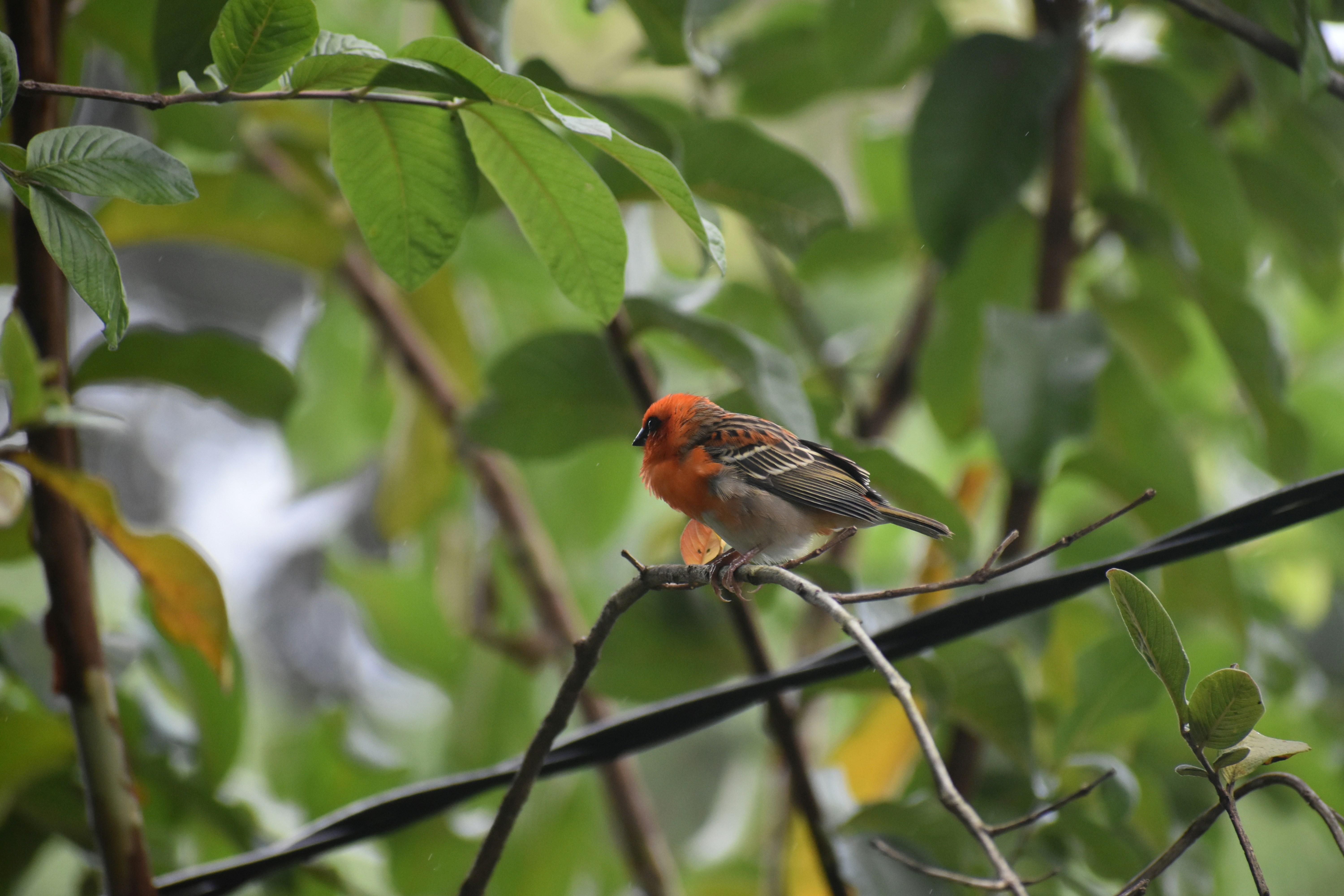 Scarlet-gentle perch: a robin-like bird in leafy perches