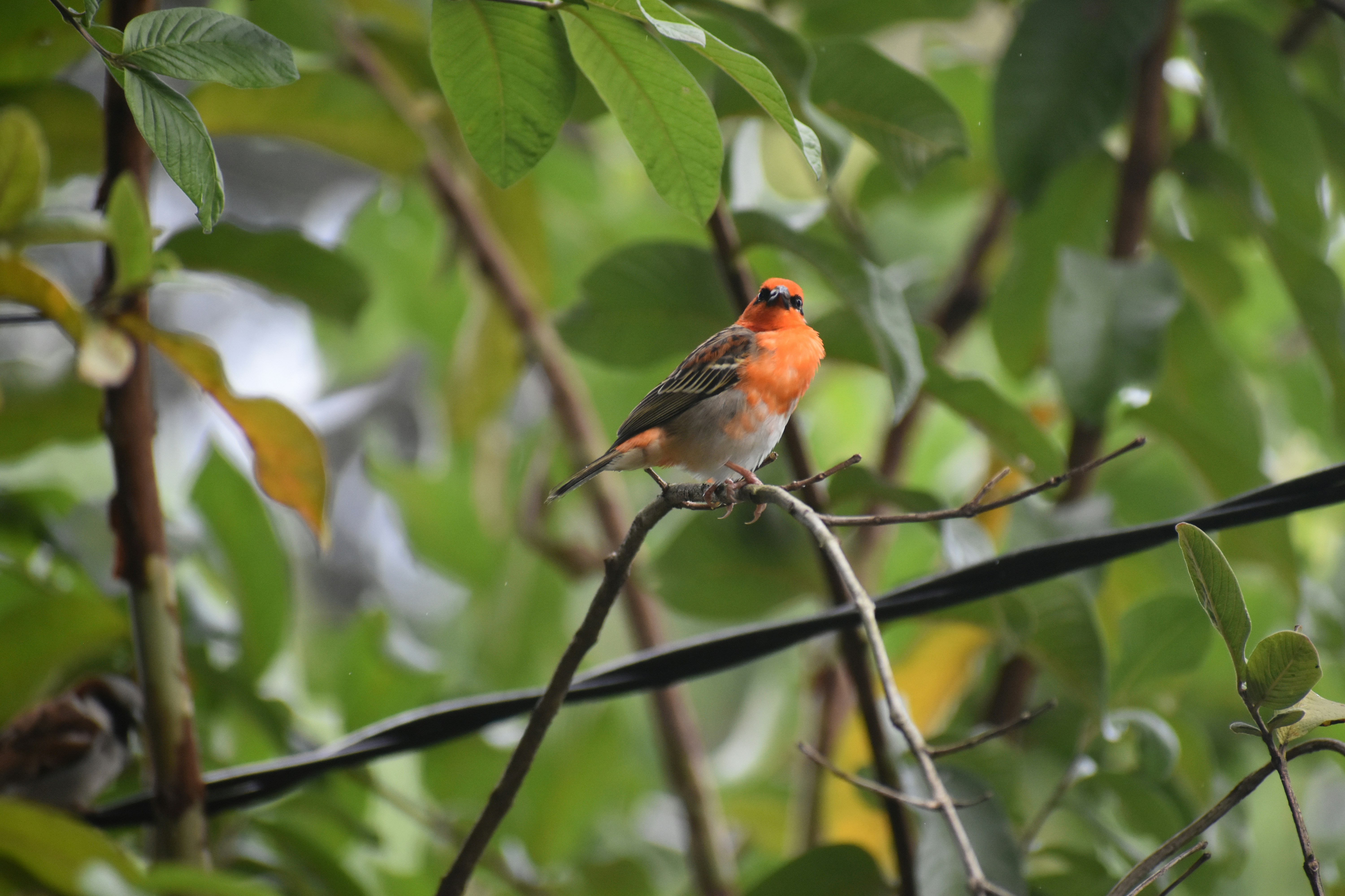 Scarlet Robin Amid Green Canopy on a Thin Wire