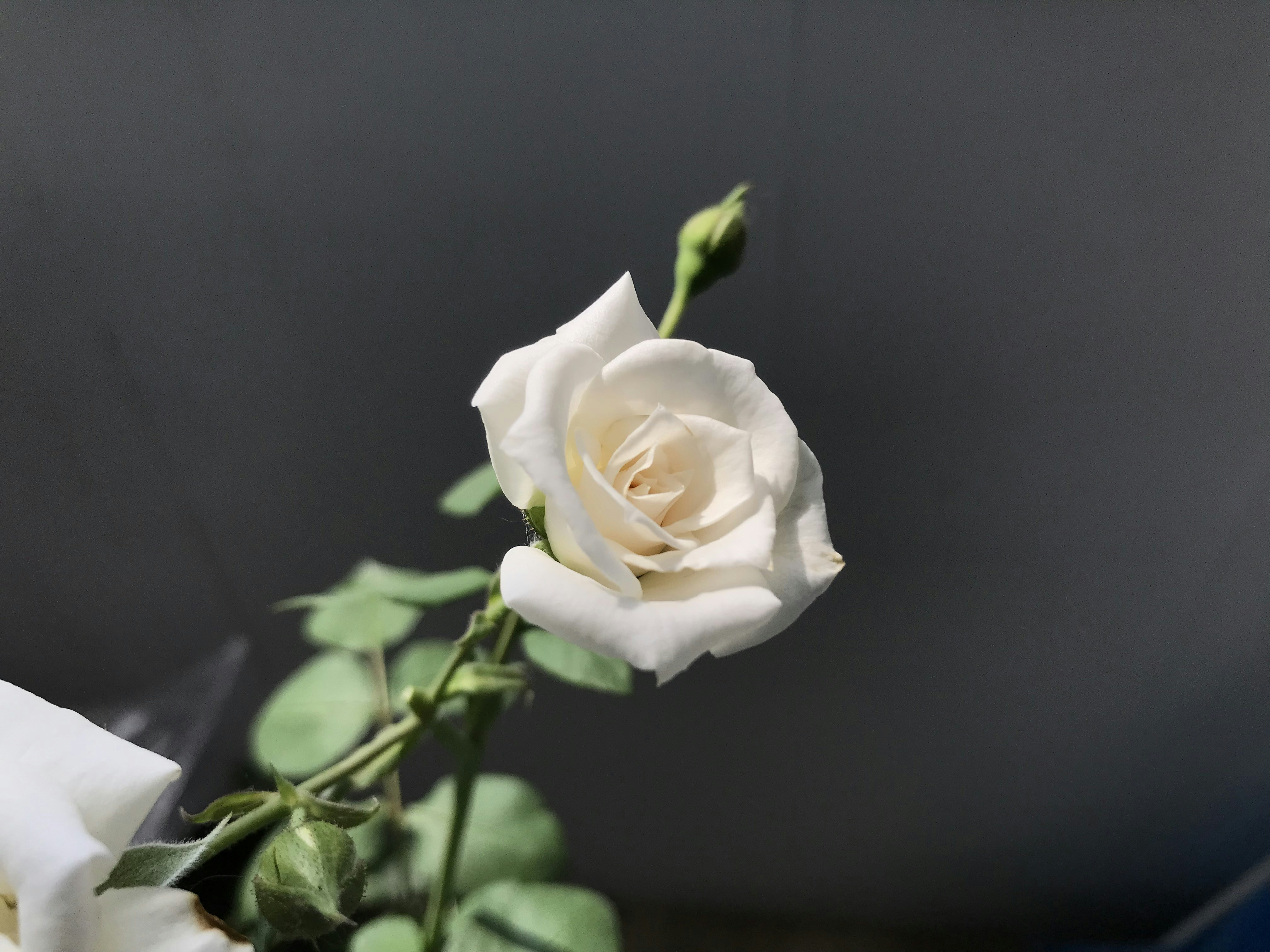 A pristine white rose center-stage with delicate petals unfolds against a muted dark background; a few green leaves and stems provide contrast, highlighting the bloom's form and texture. (Logo/flower photograph)