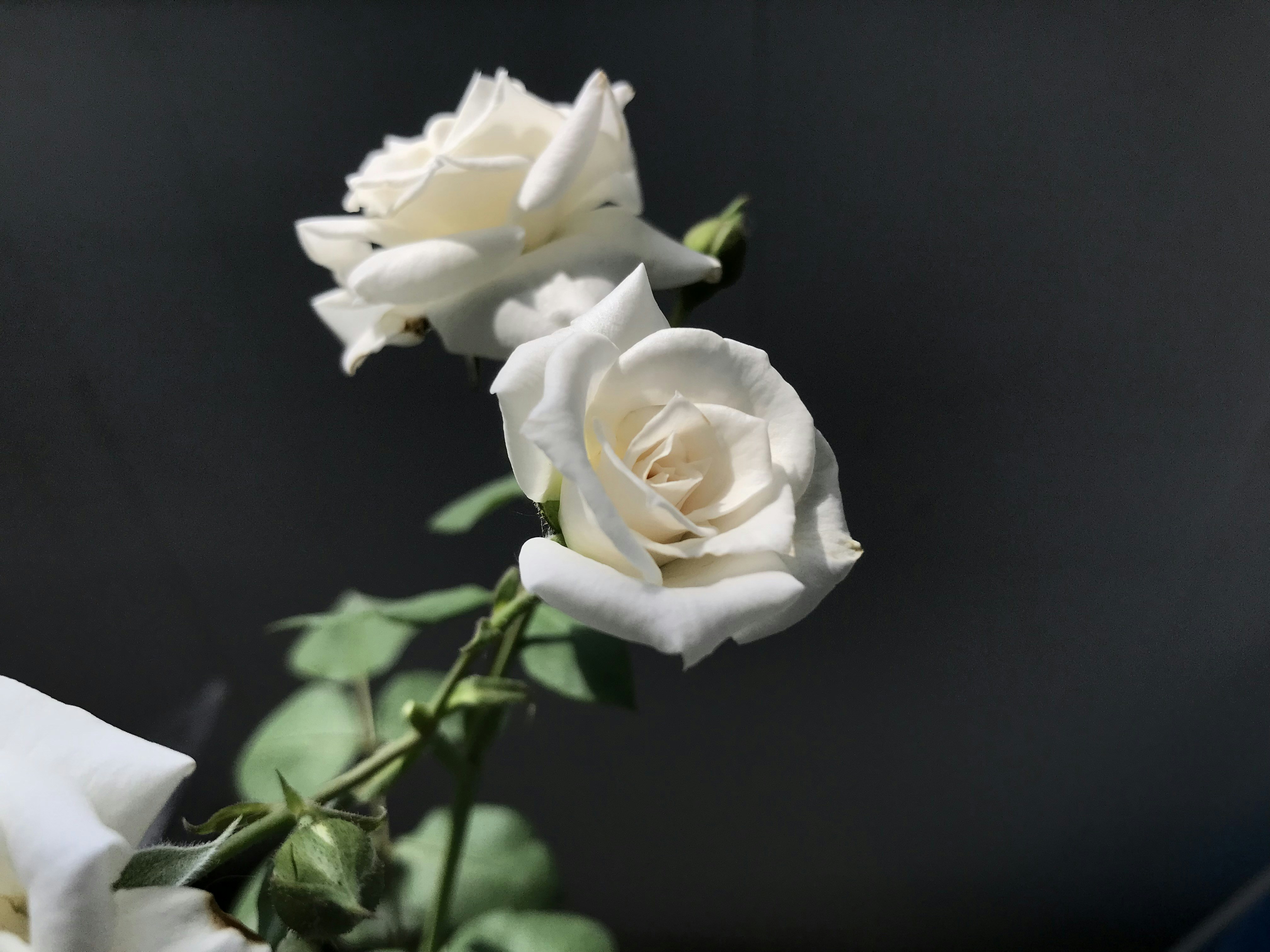 White Rose Bloom Against a Quiet Backdrop