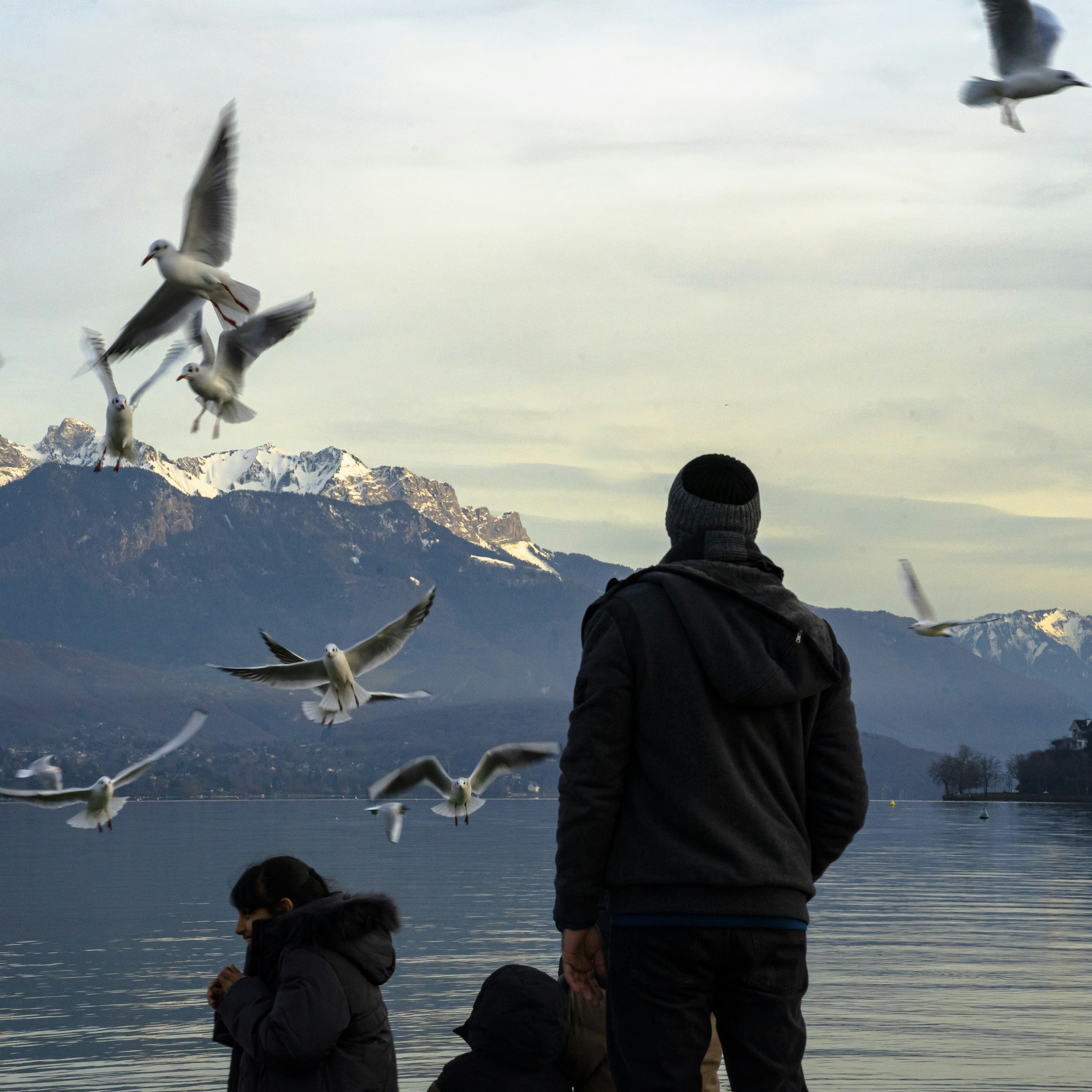 Man in dark jacket watching a flock of seagulls over a calm alpine lake