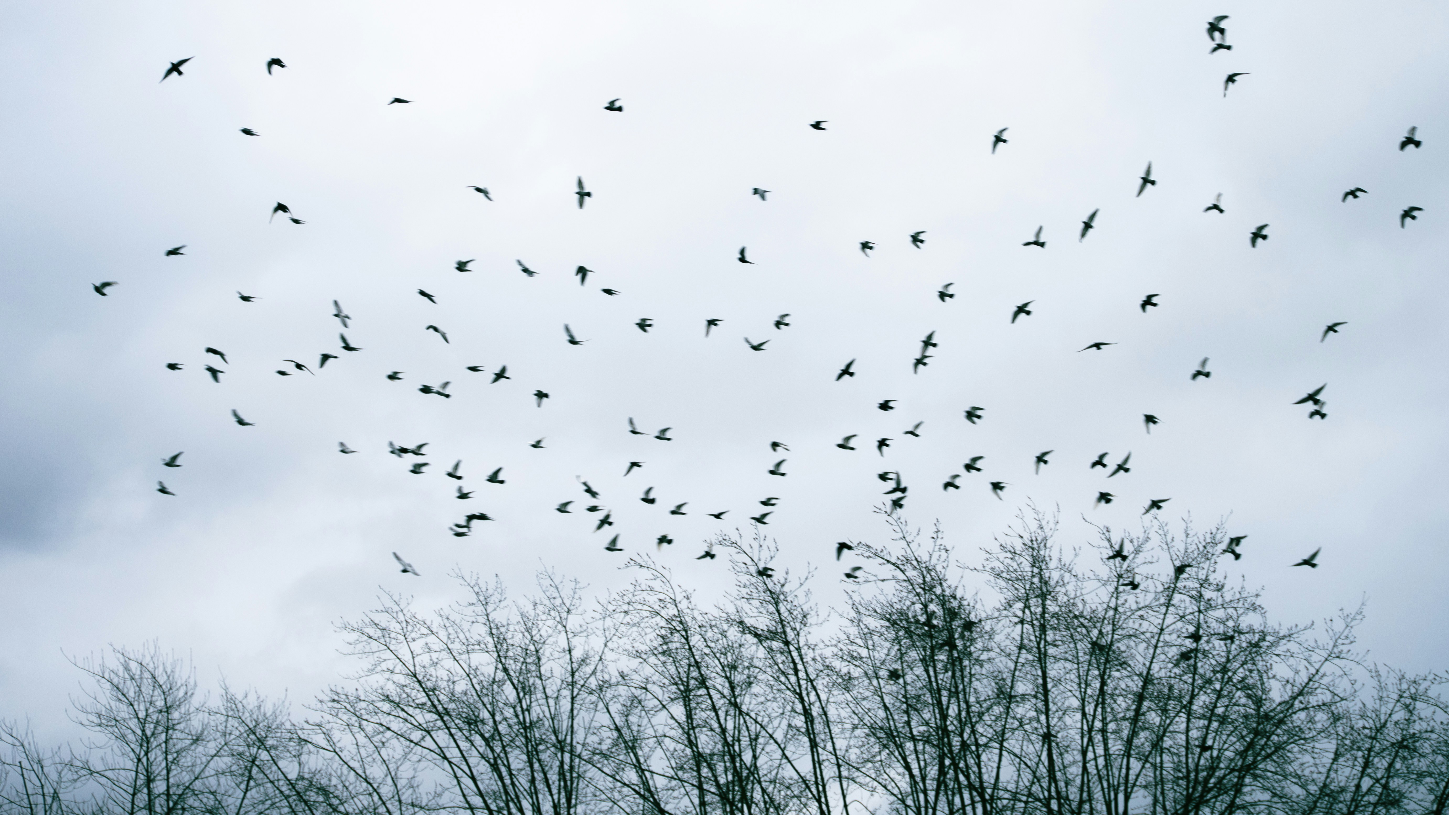 Aerial Chorus Over Winter Pines