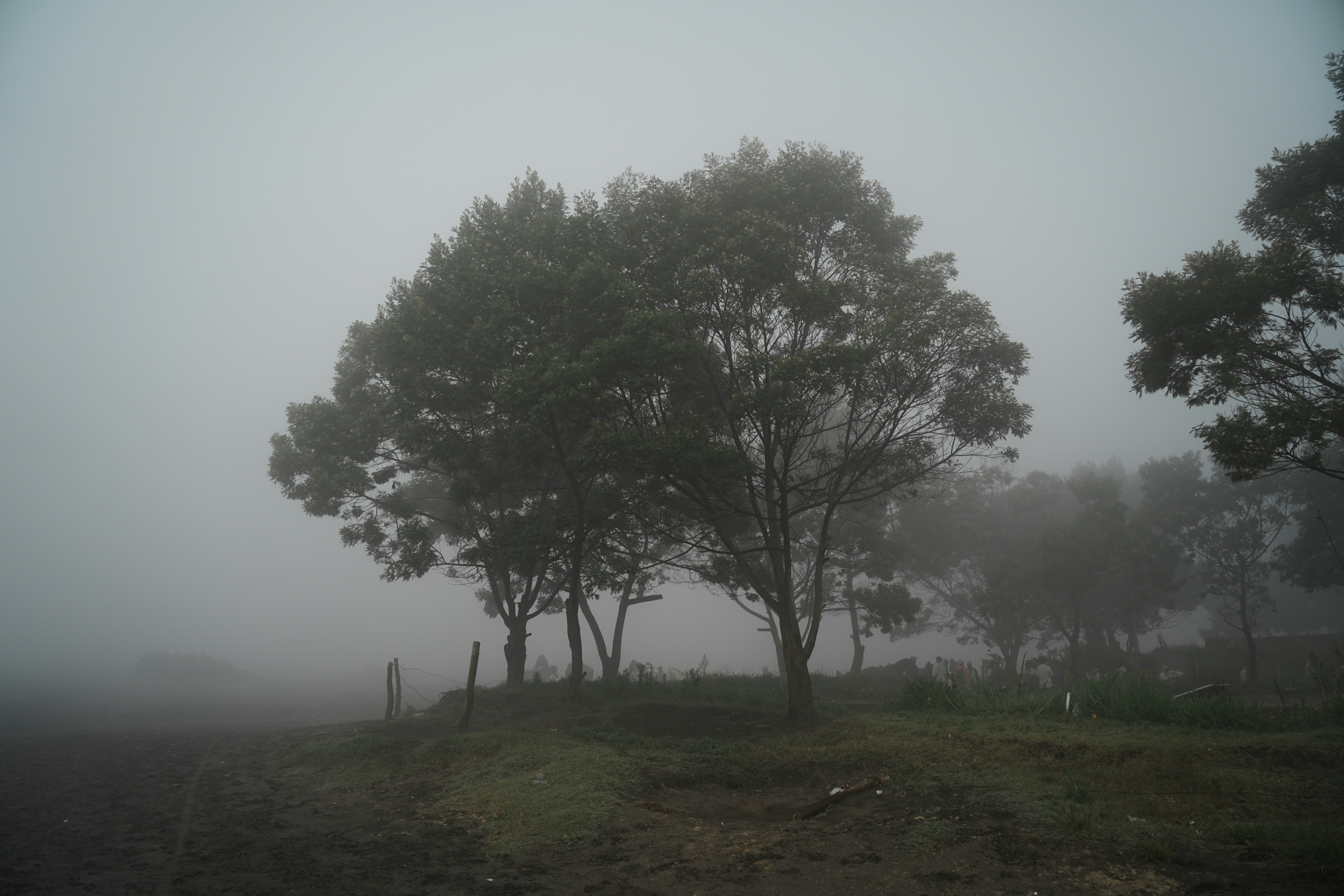 A foggy landscape with a group of trees standing in a misty field, softly receding into the distance.
