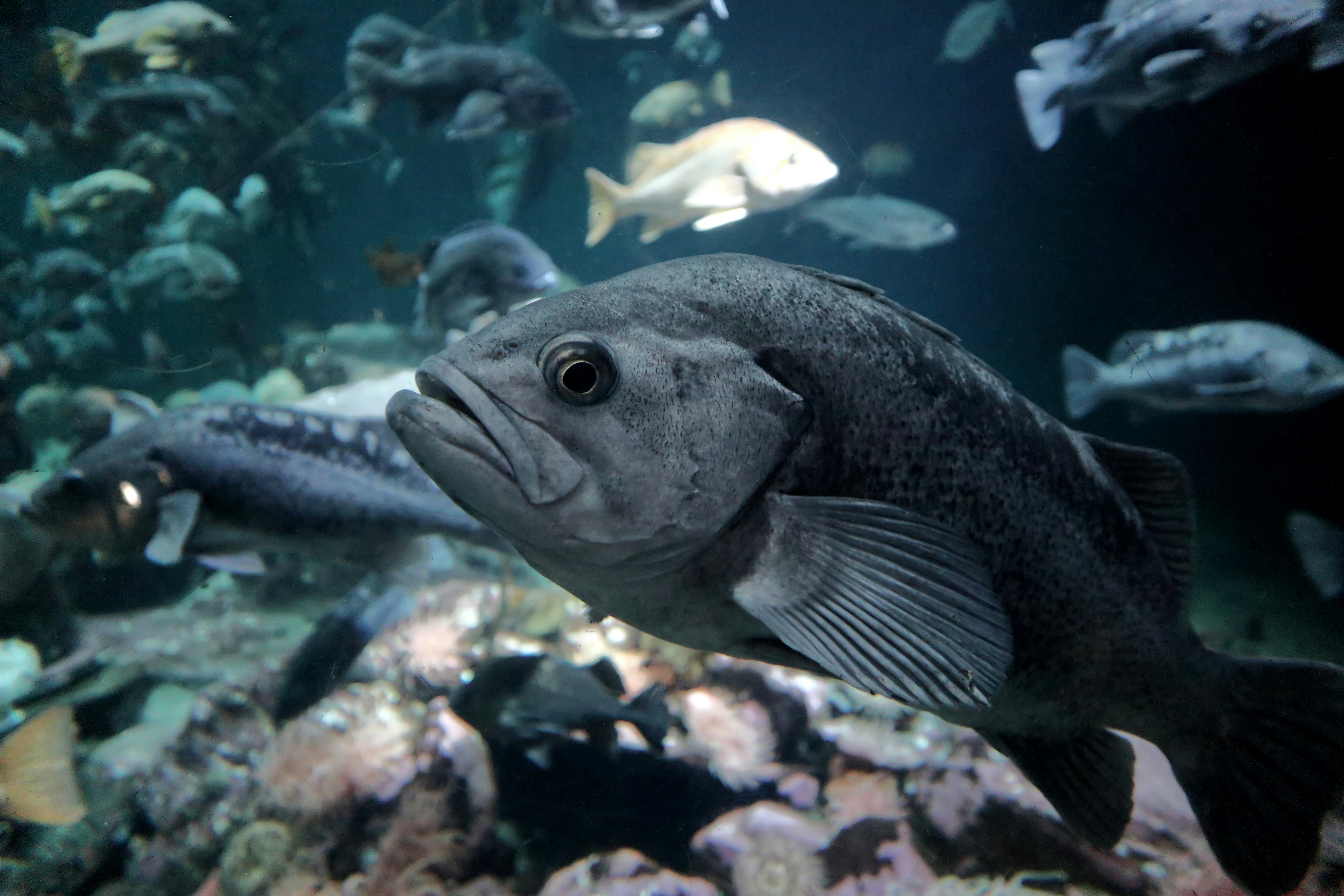 Close-up of a large grouper swimming in an aquarium, with other fish and coral visible in the background. The shot emphasizes the fish’s textured scales and dark eye, indicating a naturalistic underwater setting.