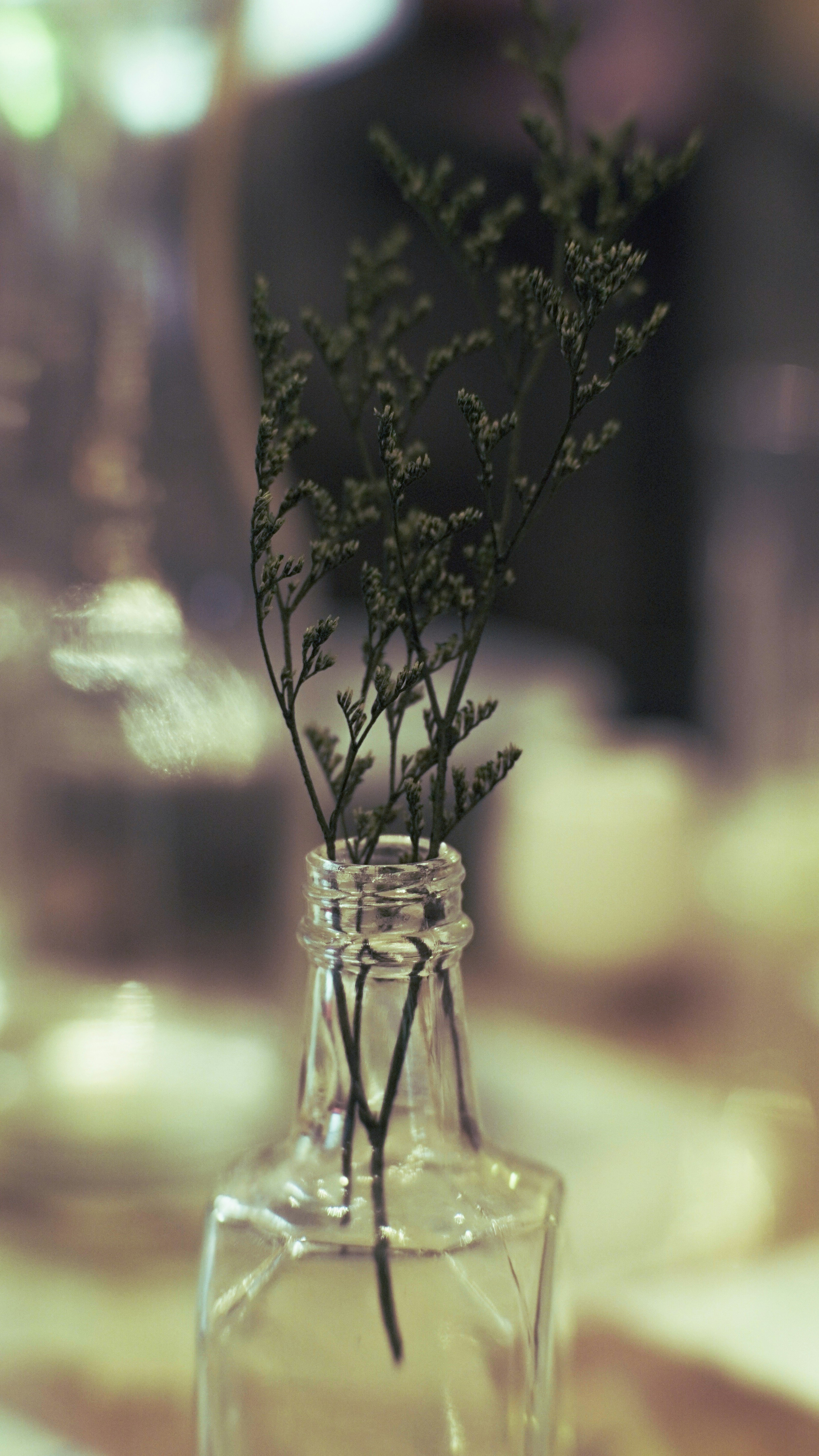 Minimalist Fern in a Glass Bottle: A Quiet Still Life