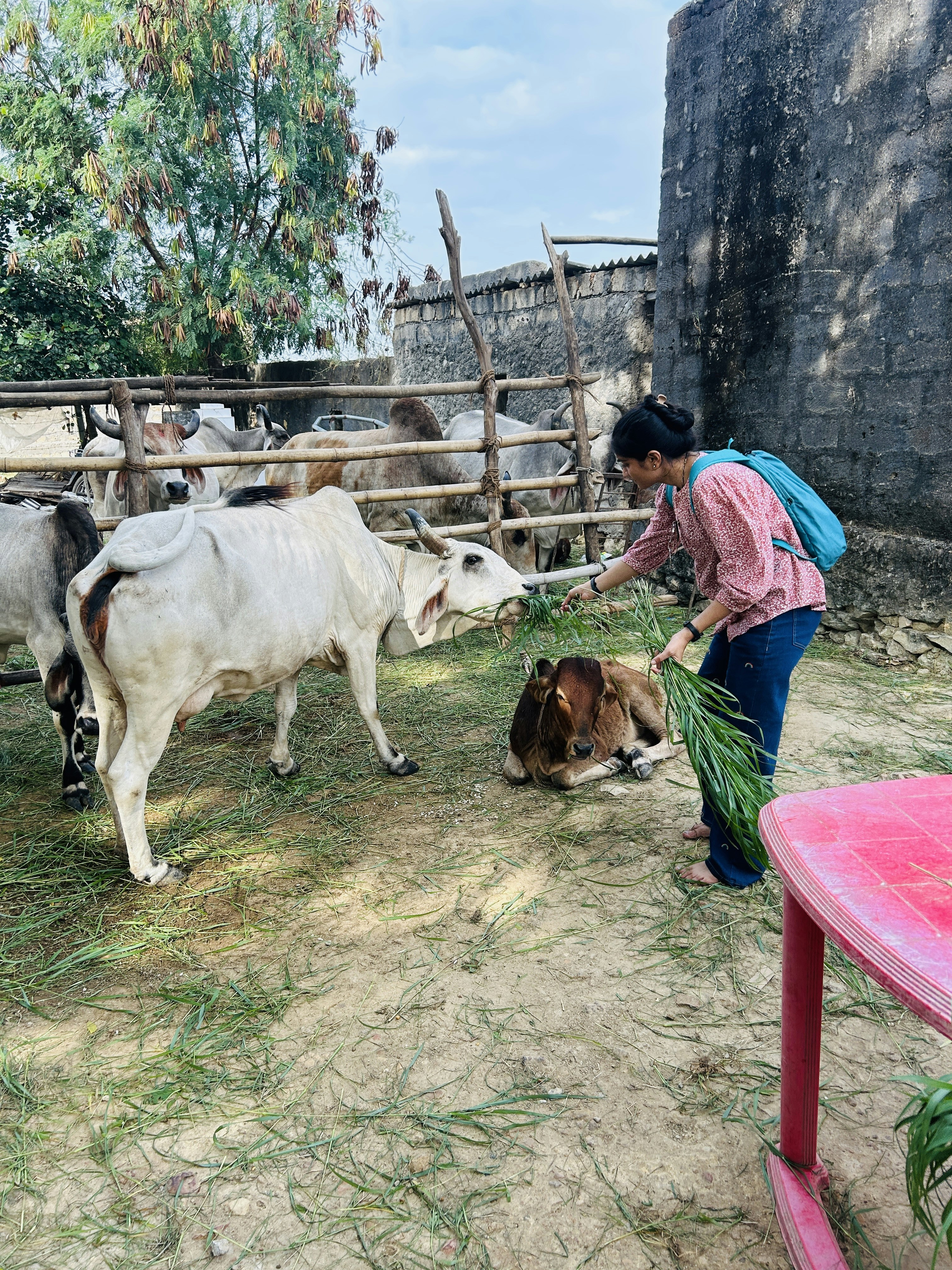 Herder and Cattle at Feeding Moment in a Stone Enclosure