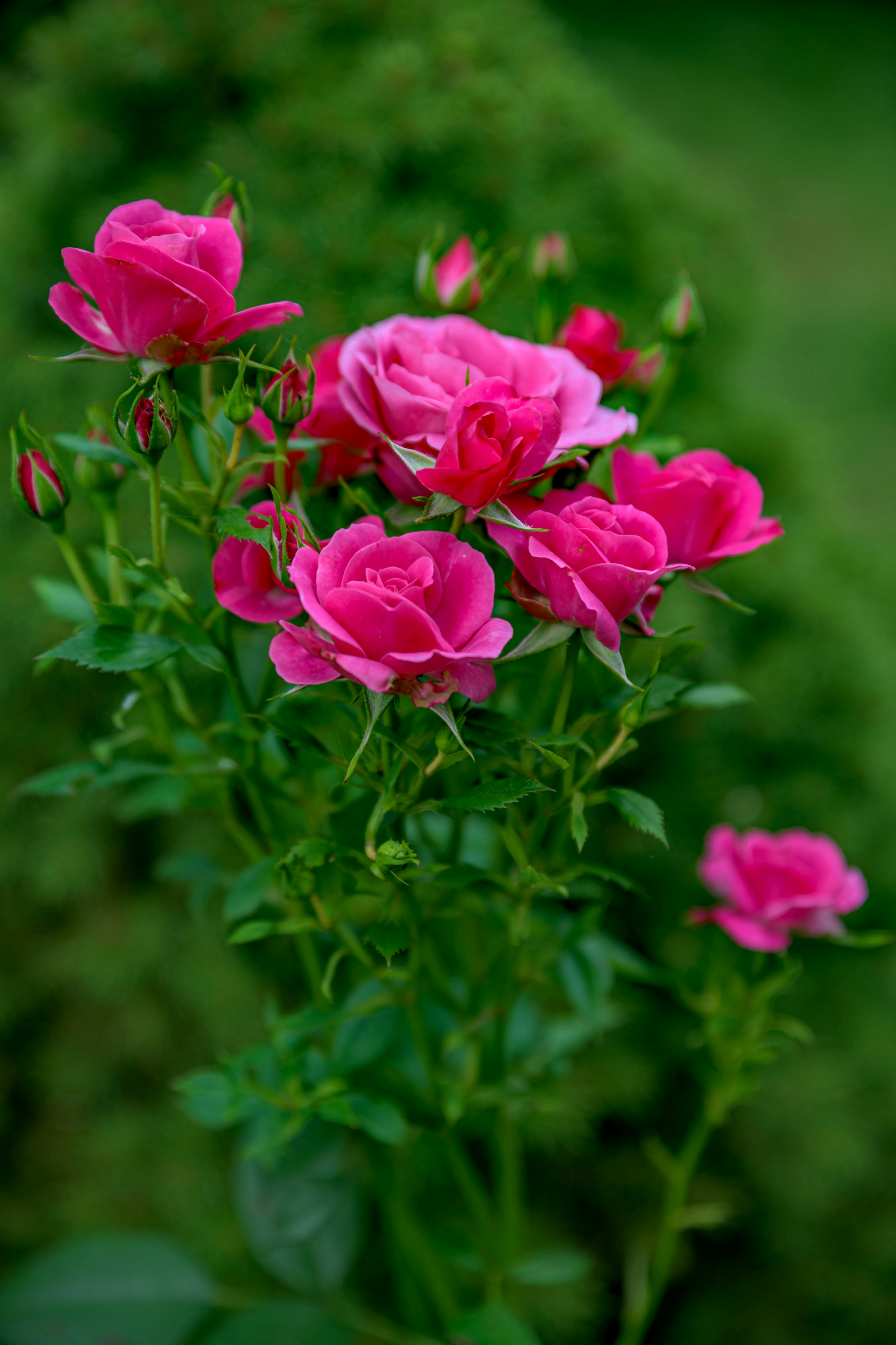 Close-Up of Pink Roses: Fresh Blooms in a Quiet Garden