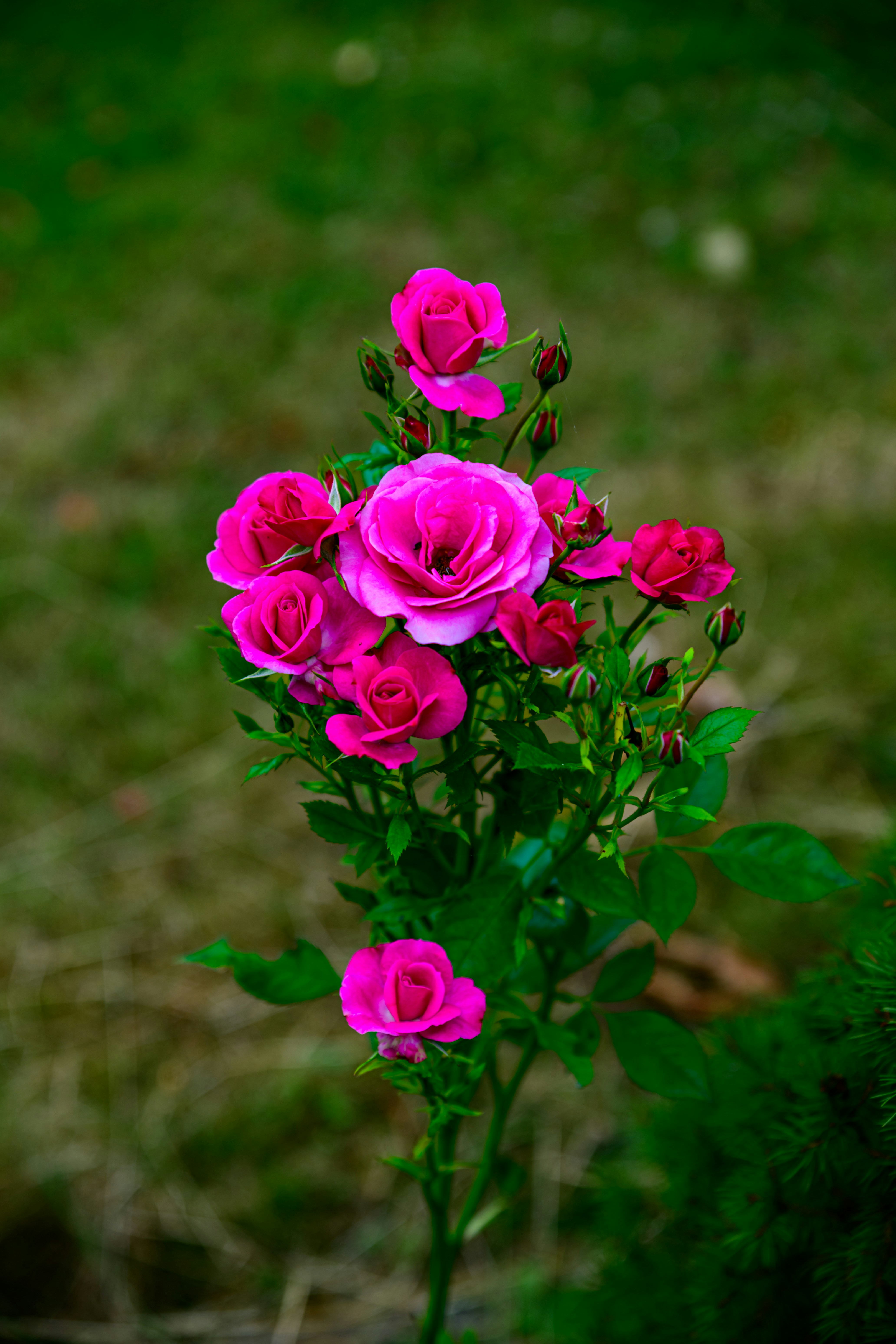 Pink Rose Bouquet Reaching Toward Soft Evening Light