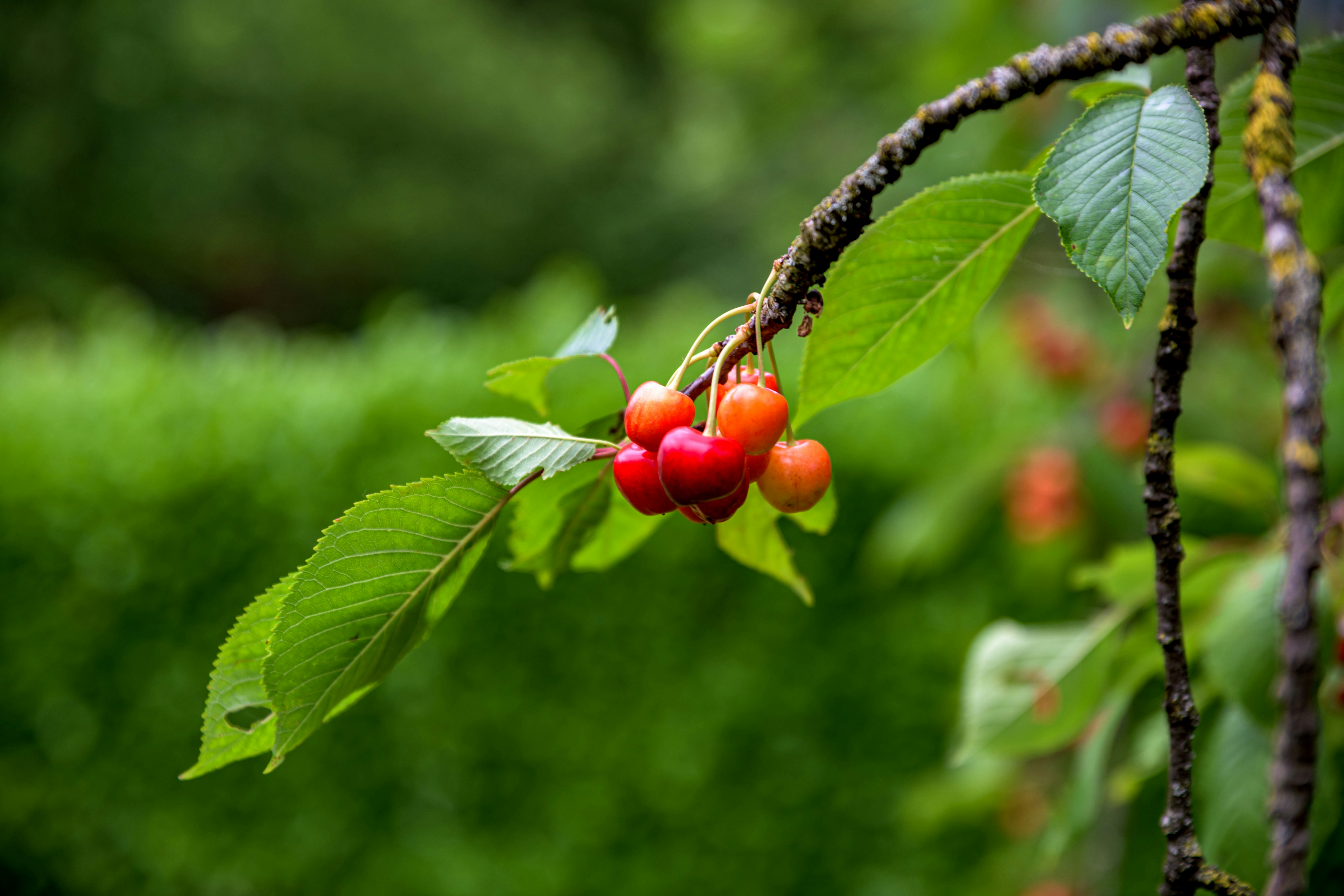Red cherry cluster on a mossy branch against a blurred green backdrop