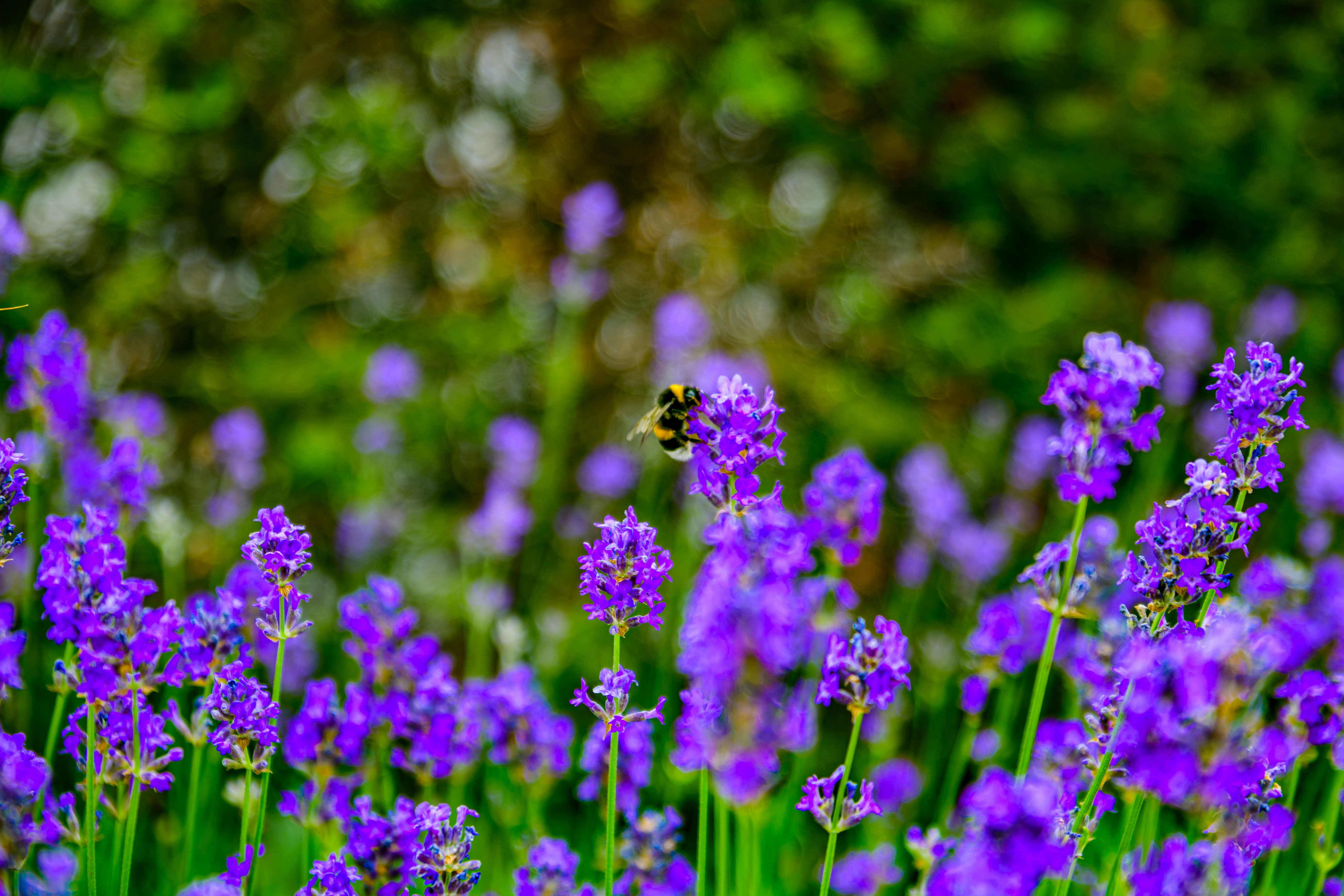 Buzz in the Lavender Field: A Bee Circles a Violet Bloom