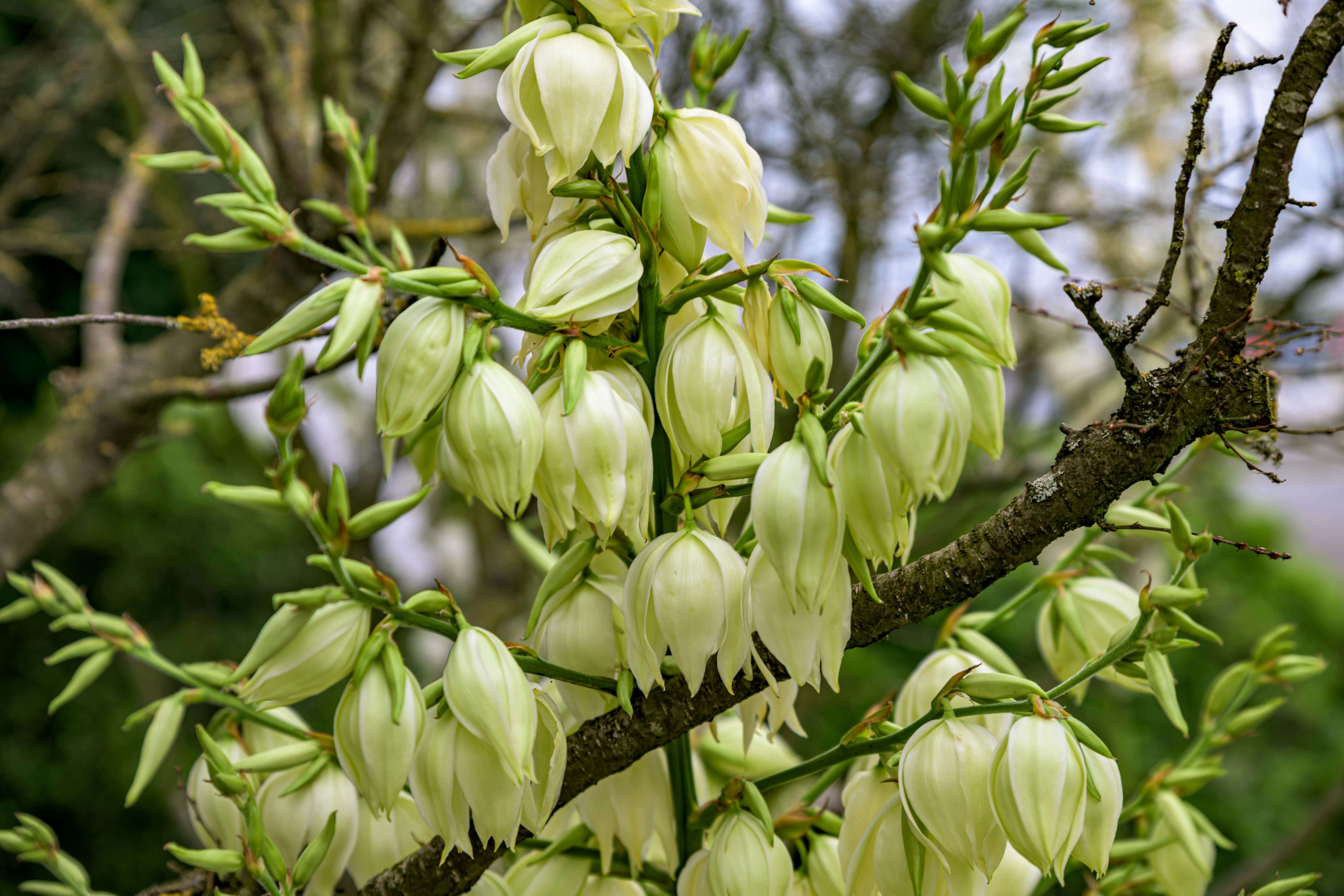 Creamed Bellflowers on a Branch: Gentle Cascade of Pale Green Lanterns