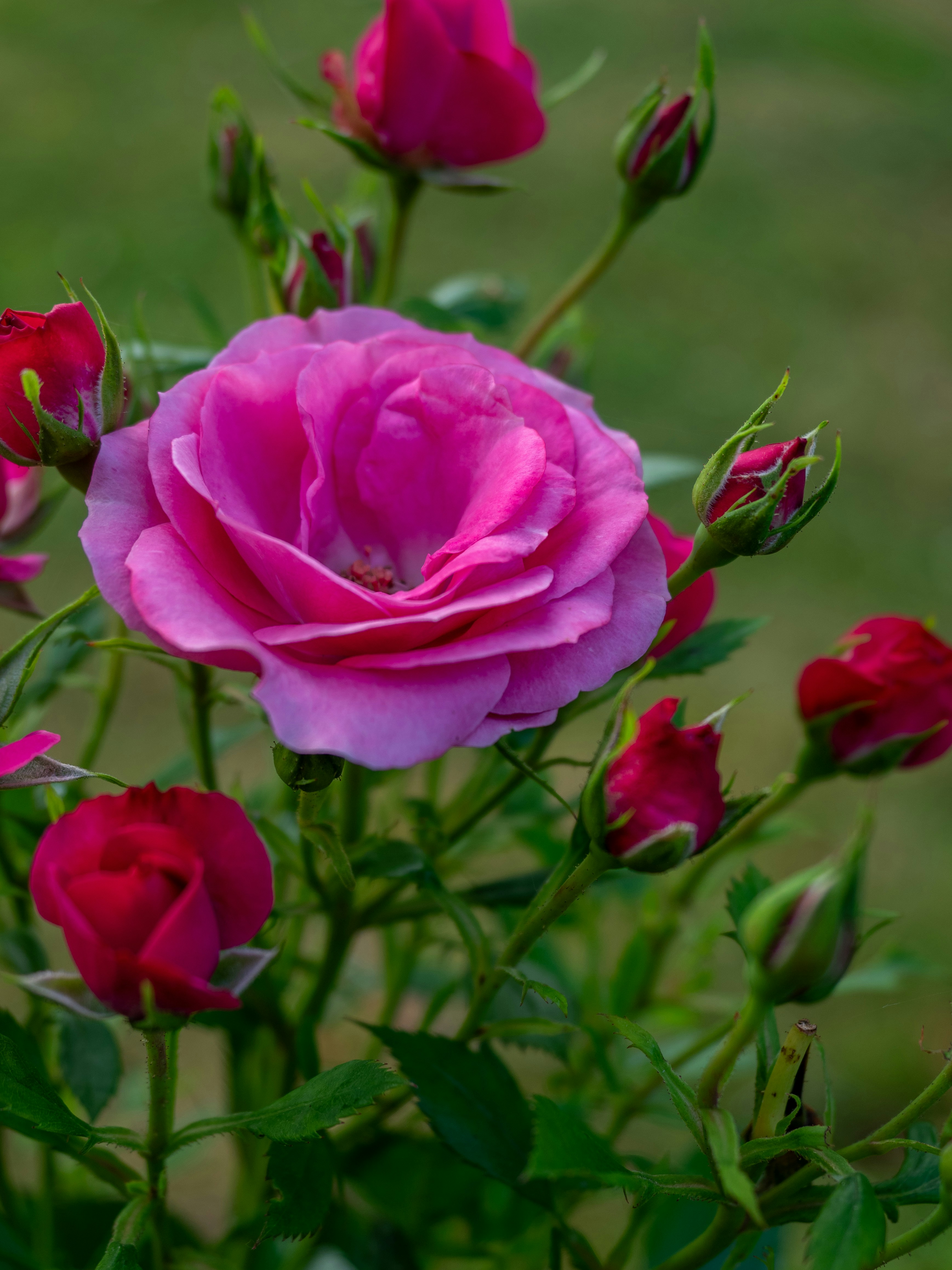 Pink Rose in Bloom: A Vivid Portrait Amid Green Backdrop