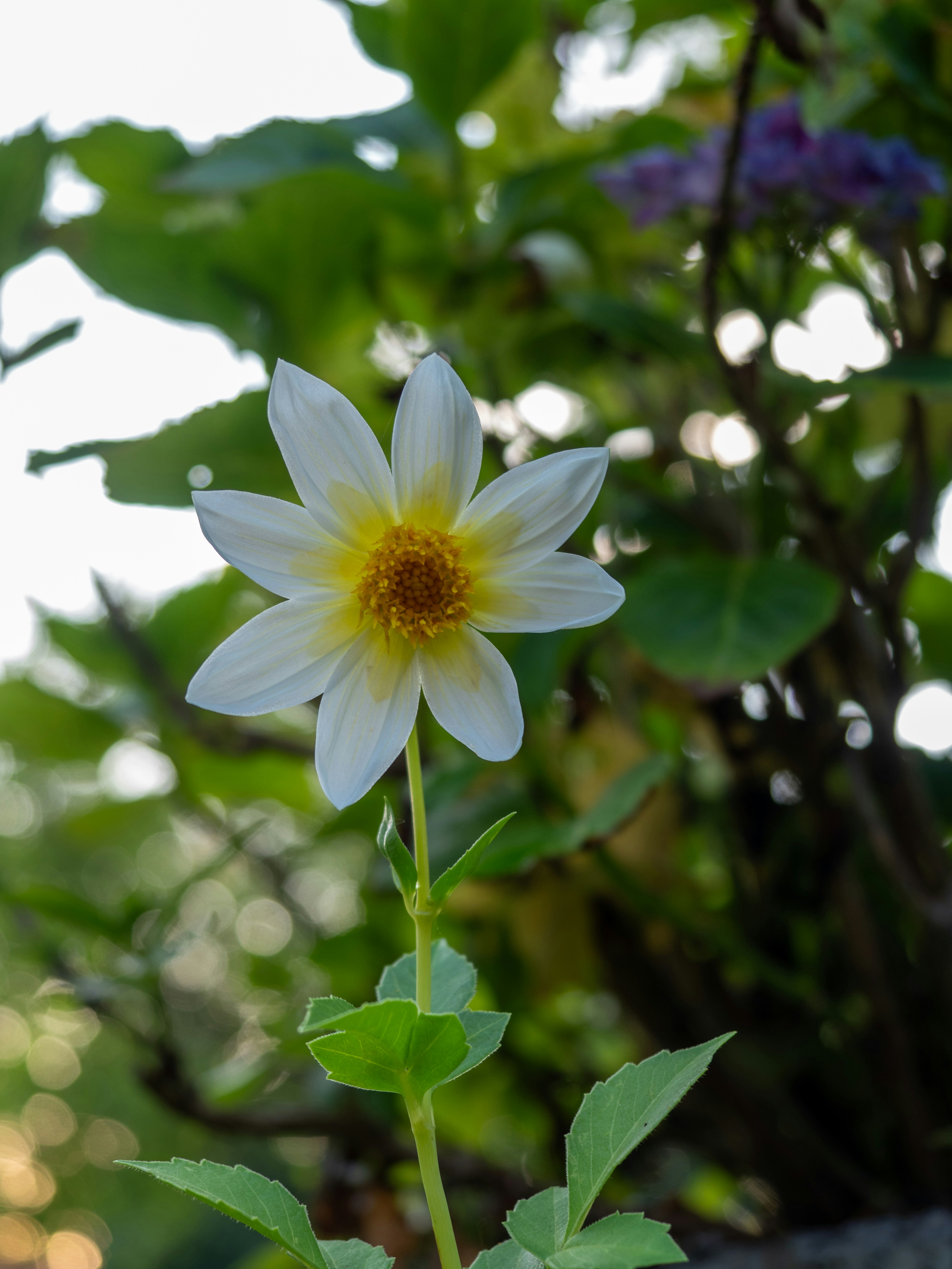 White Dahlia in Focus: A Delicate Blossom Reaching for the Sun