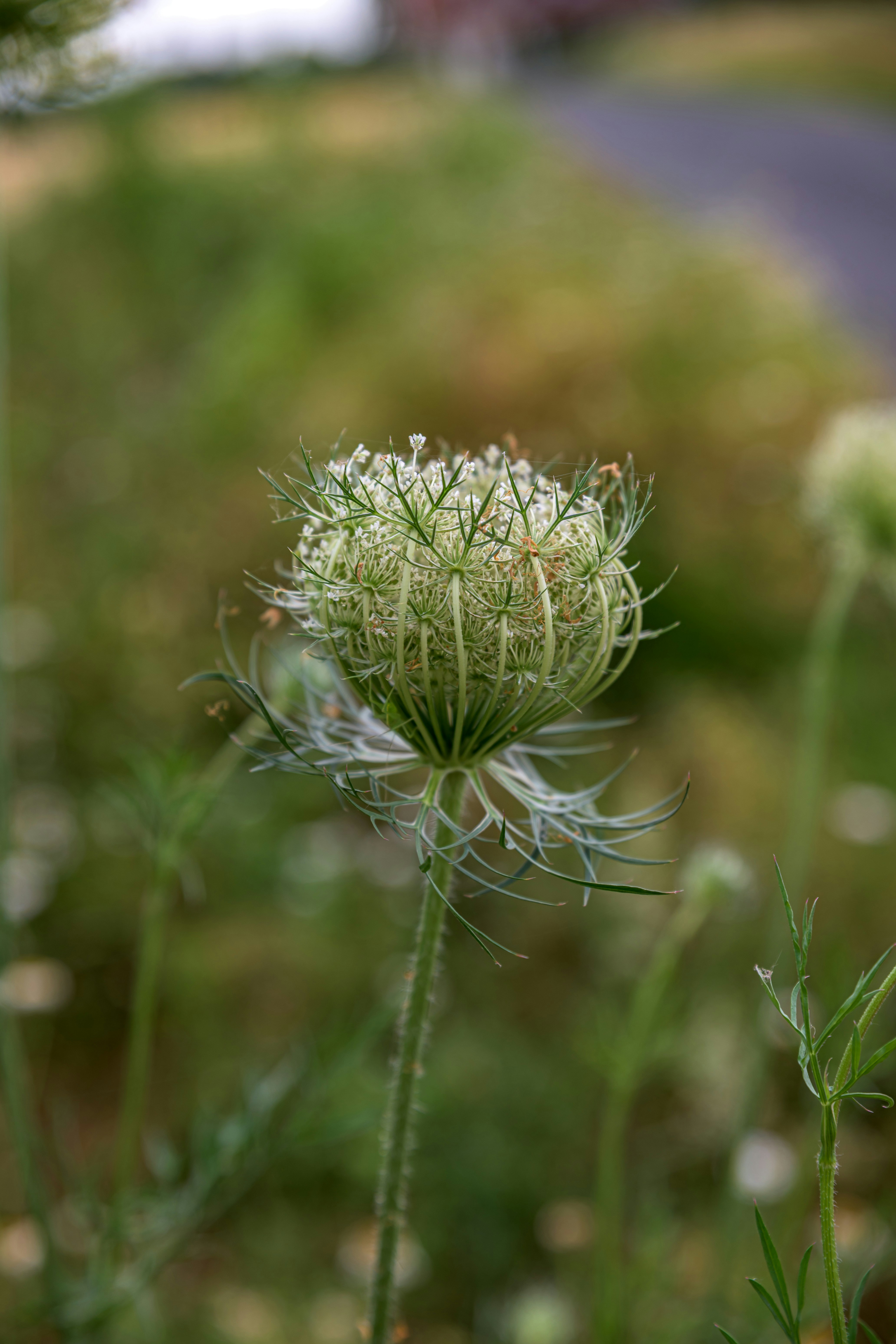 Dandelion Crown: A Seed Head in Focus on a Quiet Field