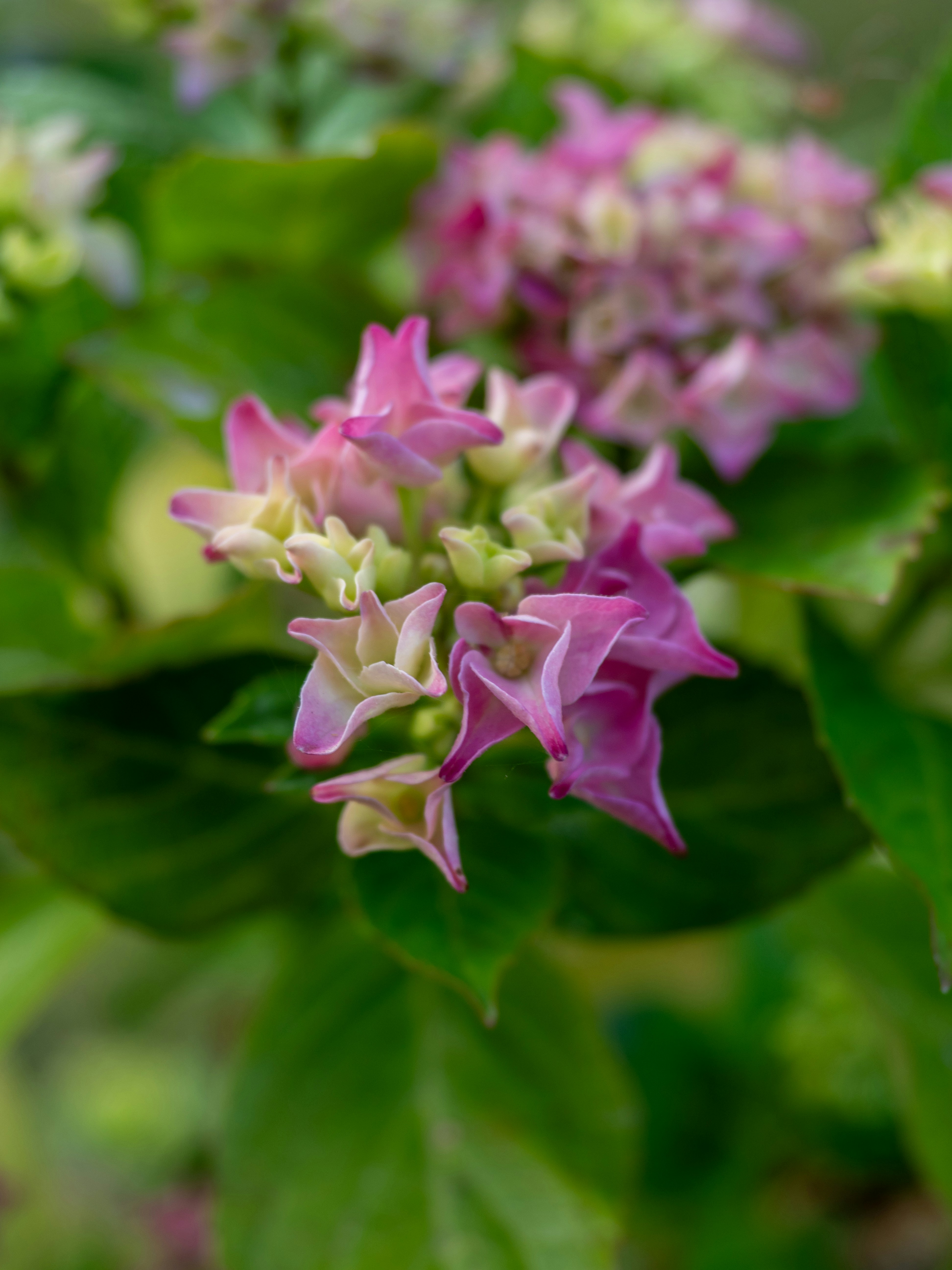 Pink Hydrangea Cluster in Soft Focus Garden Scene