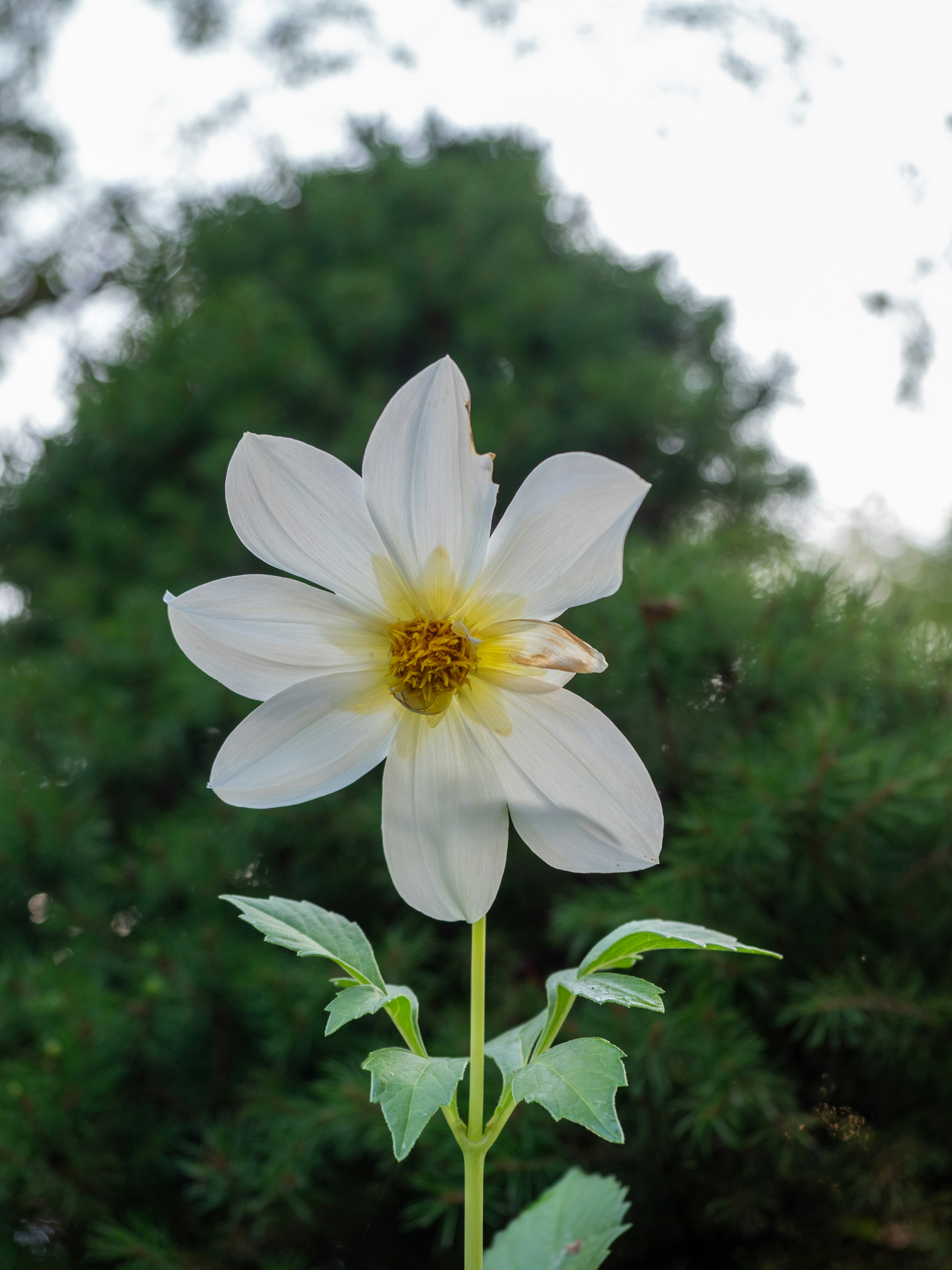 White daisy-like bloom reaching toward a sunlit sky