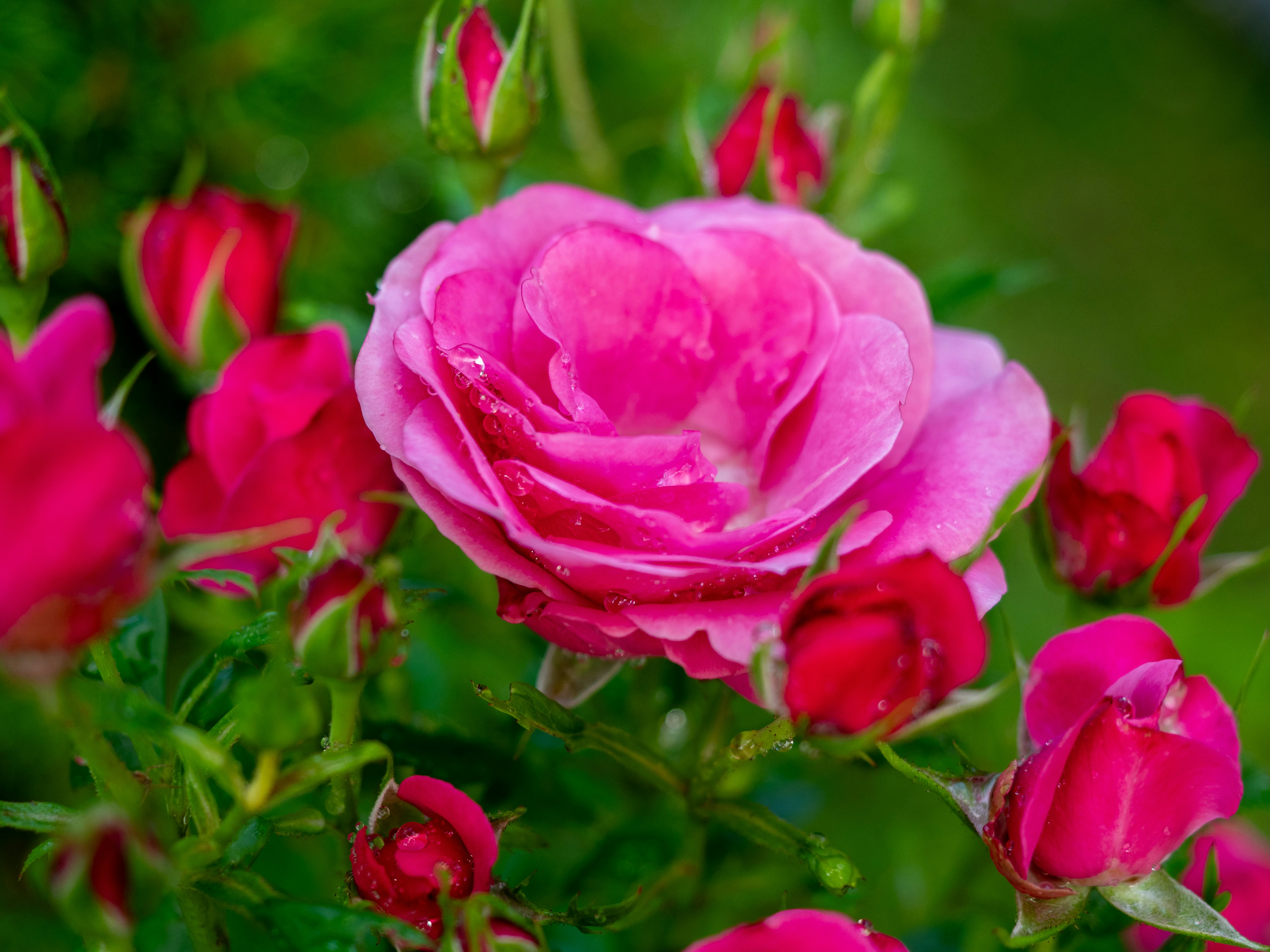 Rosy Bloom in Focus: A Close-Soft Portrait of a Pink Centerpiece