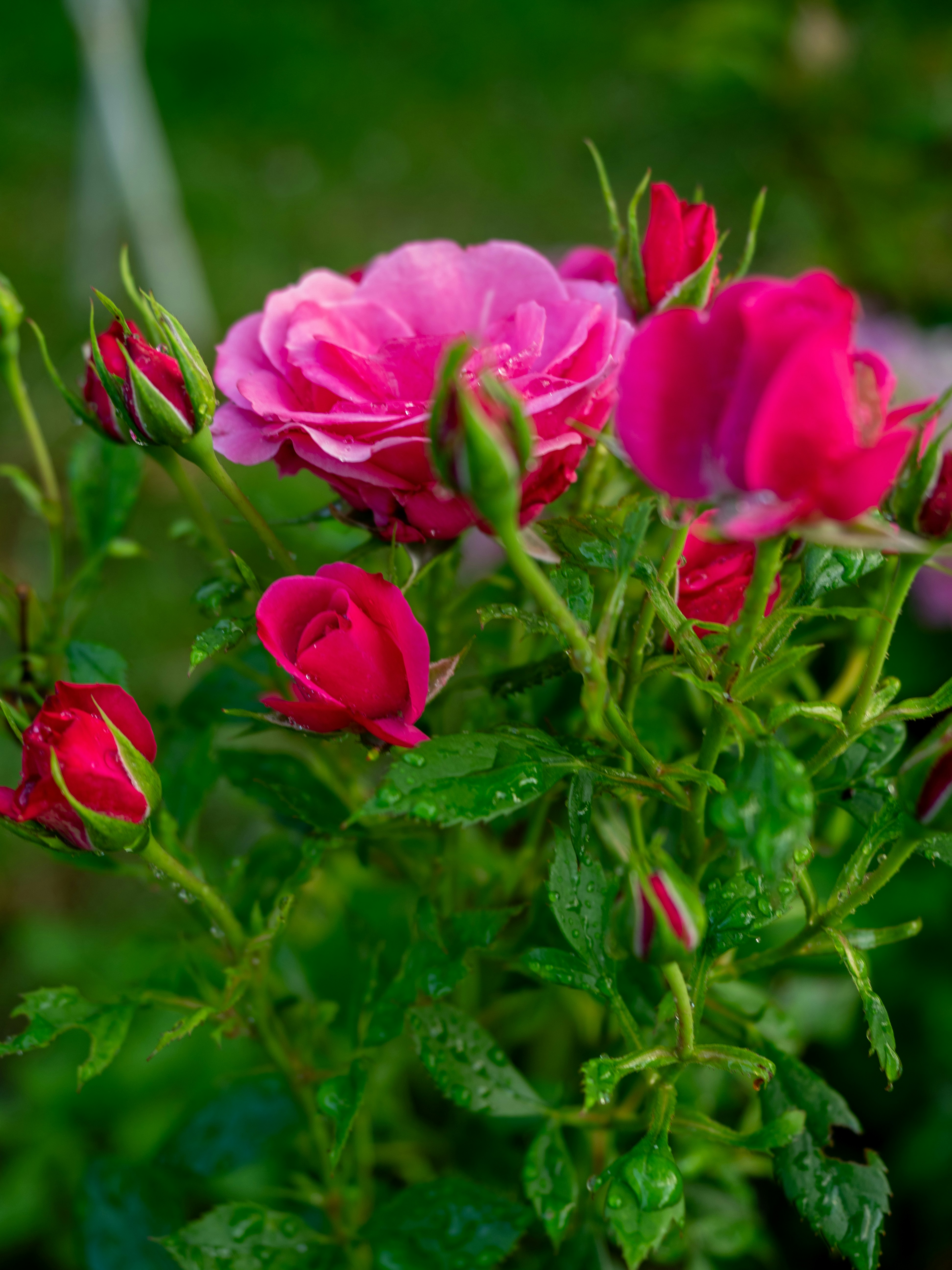 Pink Rose Bloom in a Garden Bed