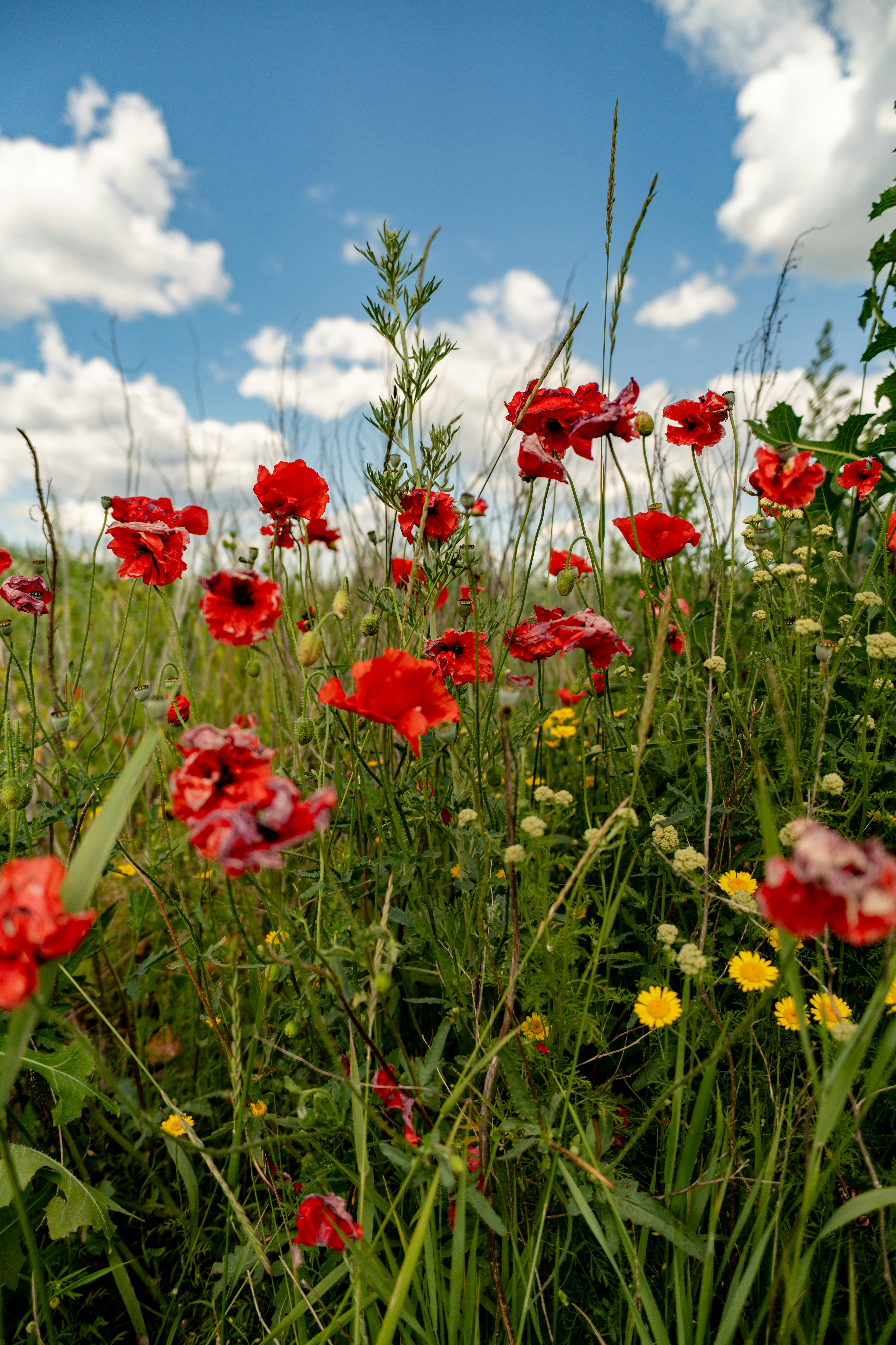 Crimson Field of Red Poppies Under a Bright Sky