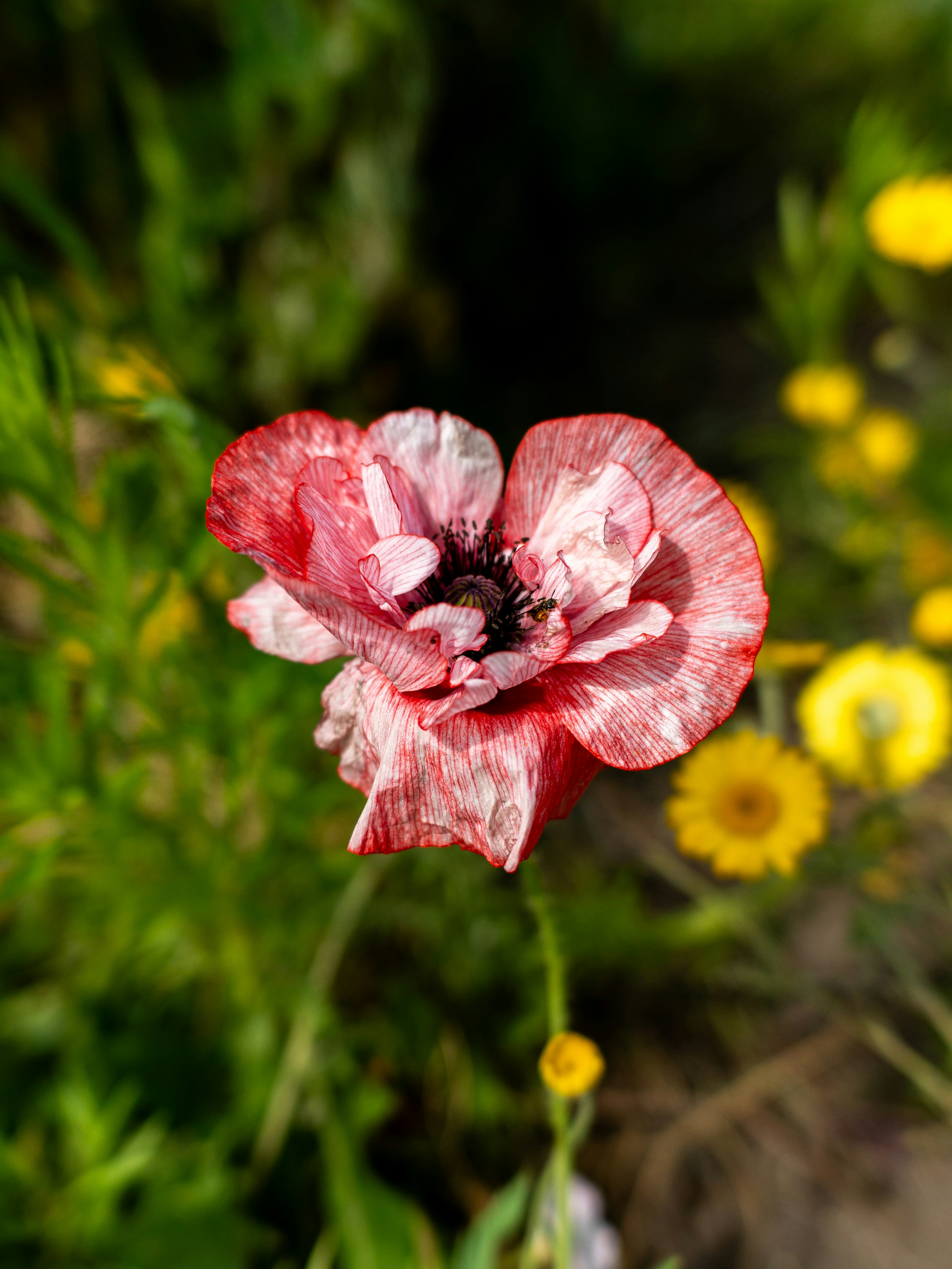 Crimson Blush: A Central Poppy Amid a Sunlit Field