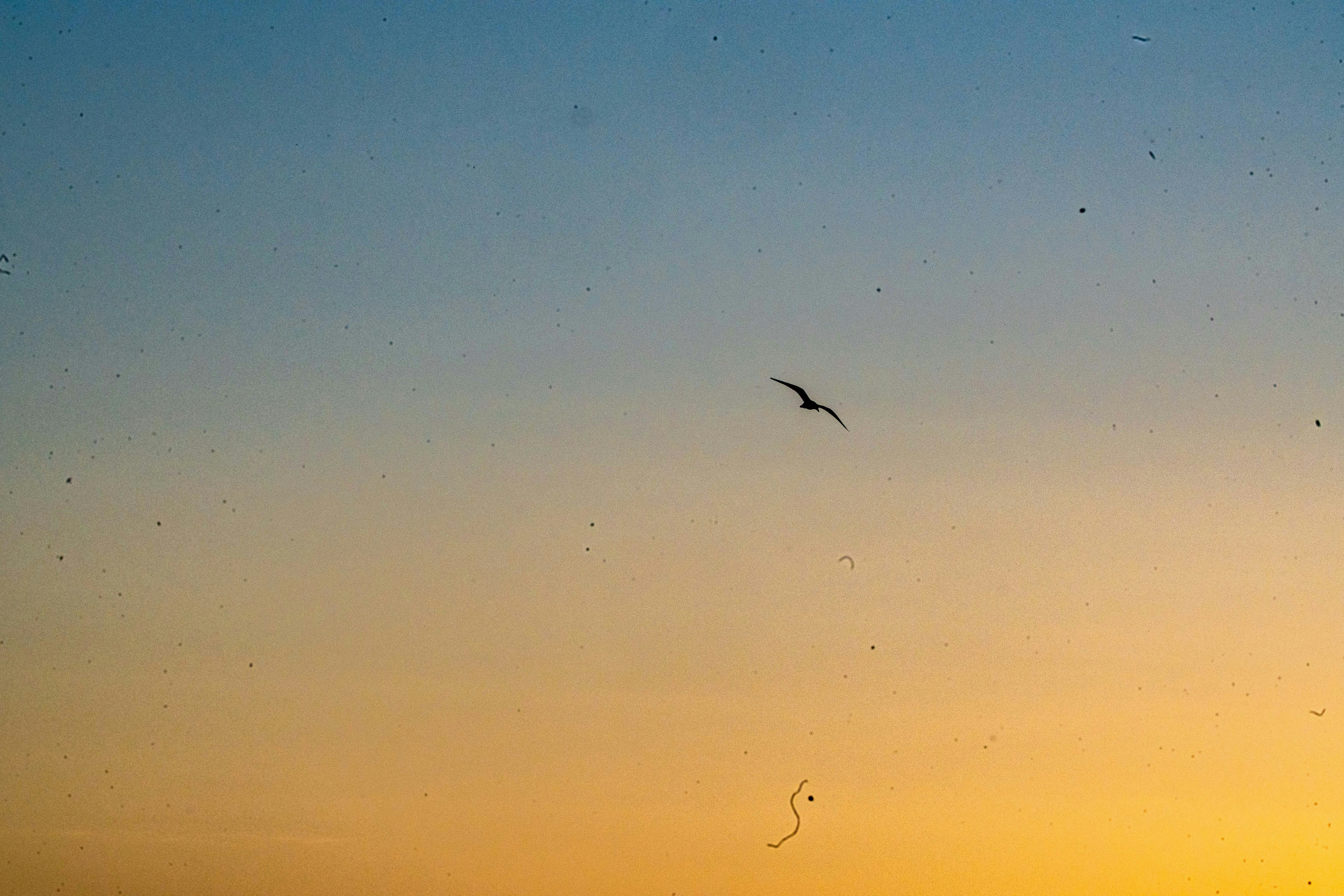 A lone seabird crossing the amber-to-sky horizon at dusk