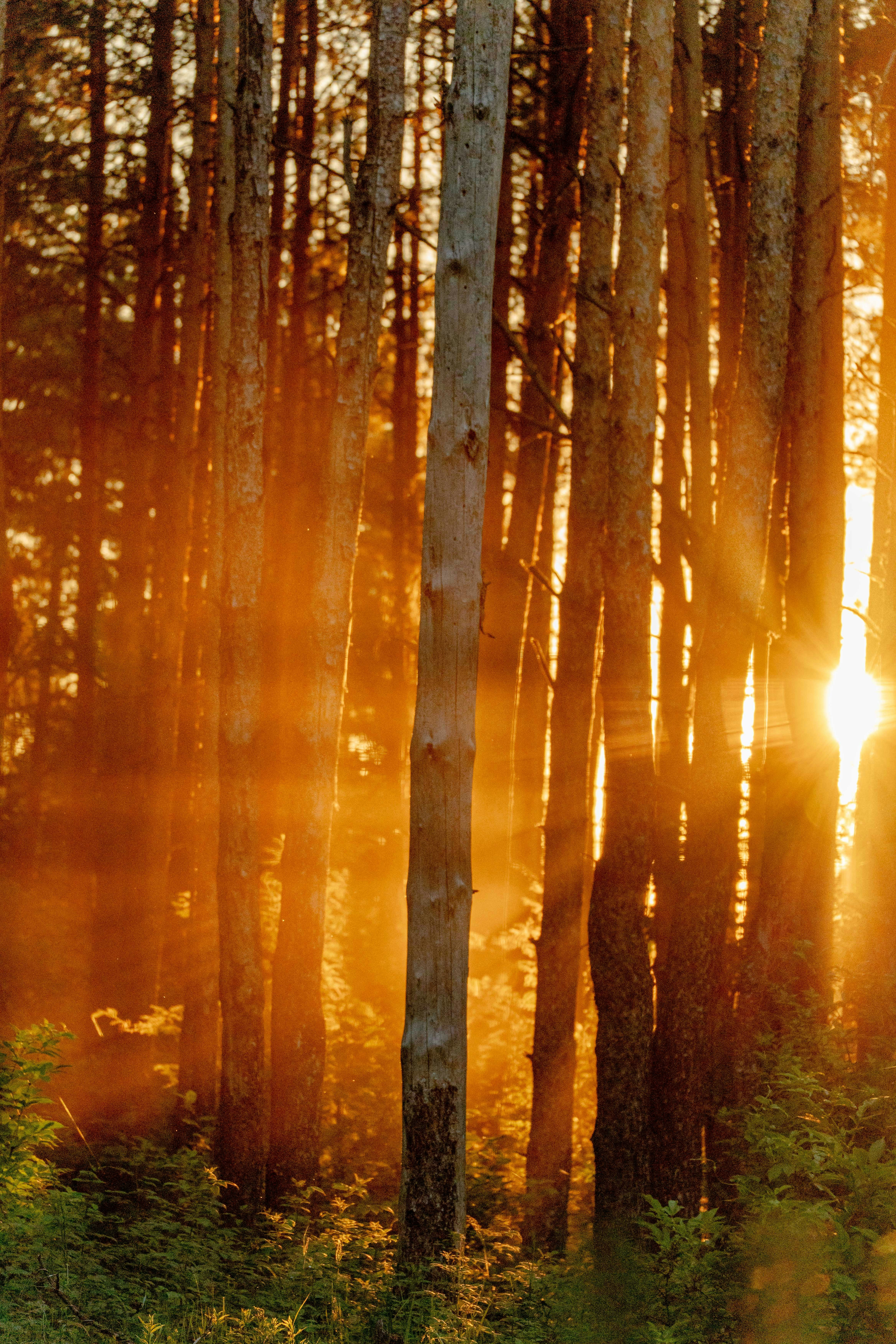 Golden Hour Between the Pines