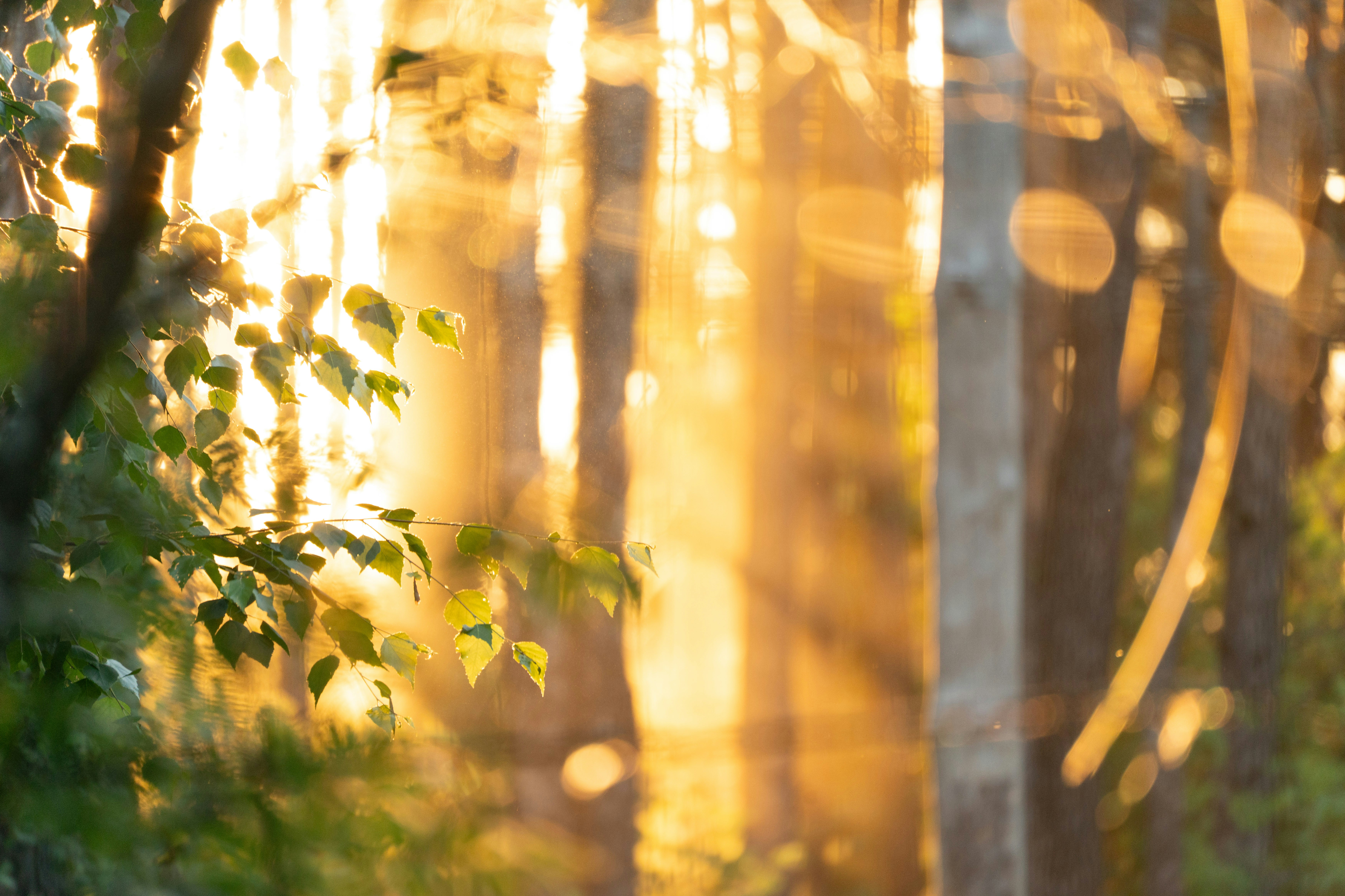 Golden Grove: Light Filters Through a Quiet Forest