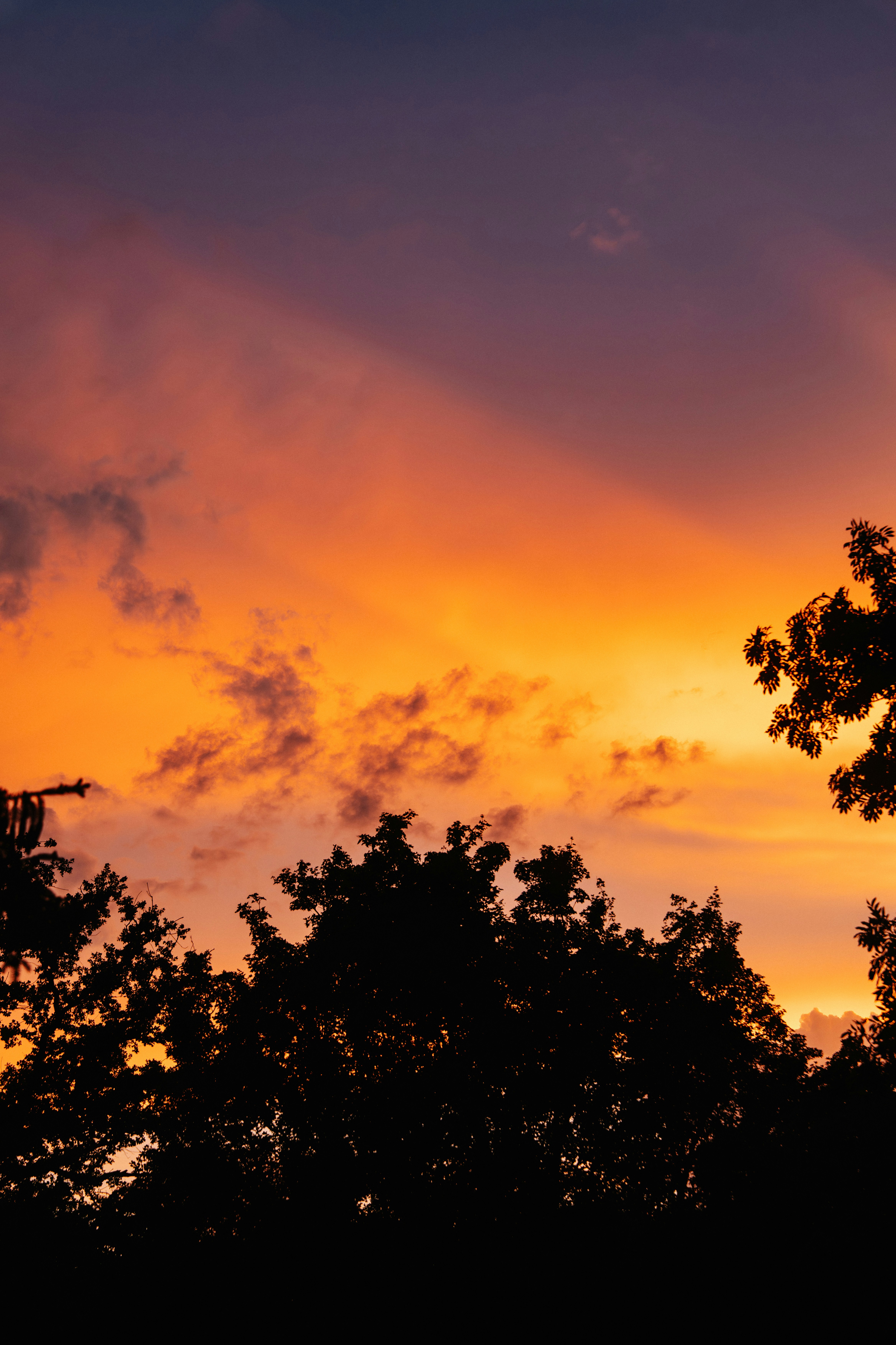 Fiery Horizon Above Silent Canopy