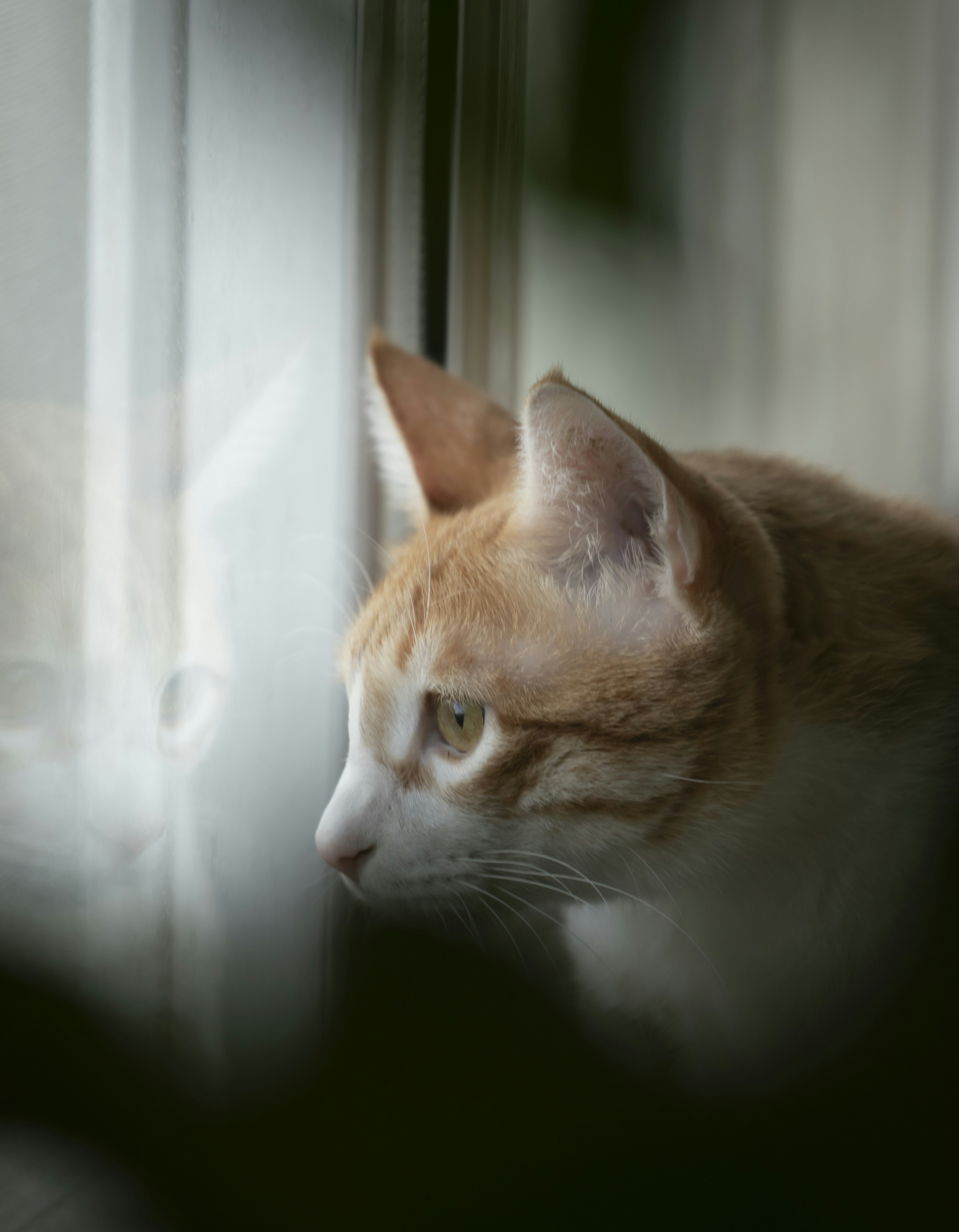 Gazing Out: A Cat at a Window in Soft Morning Light