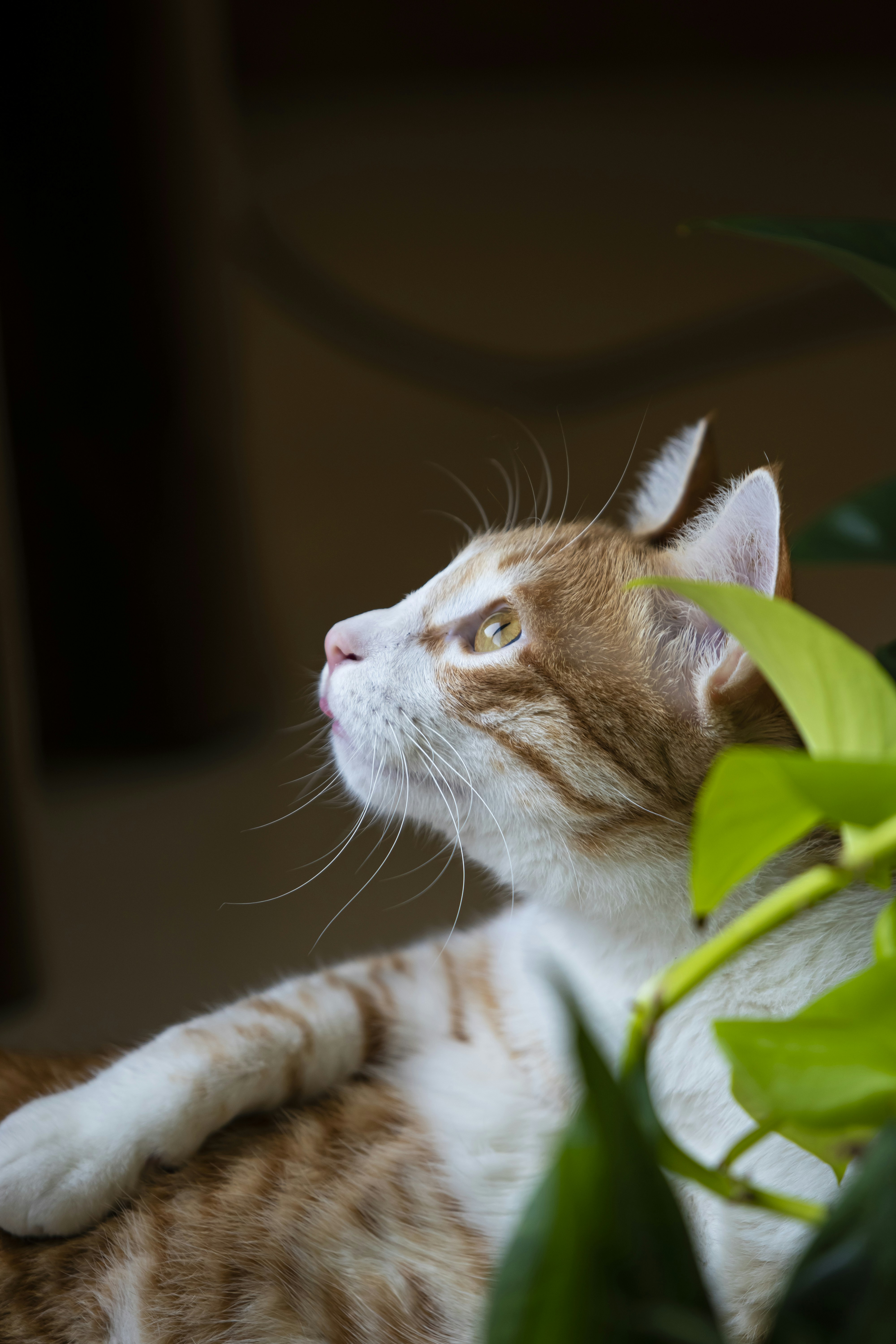 Emerald Gaze: A Cat Beneath the Green Vines
