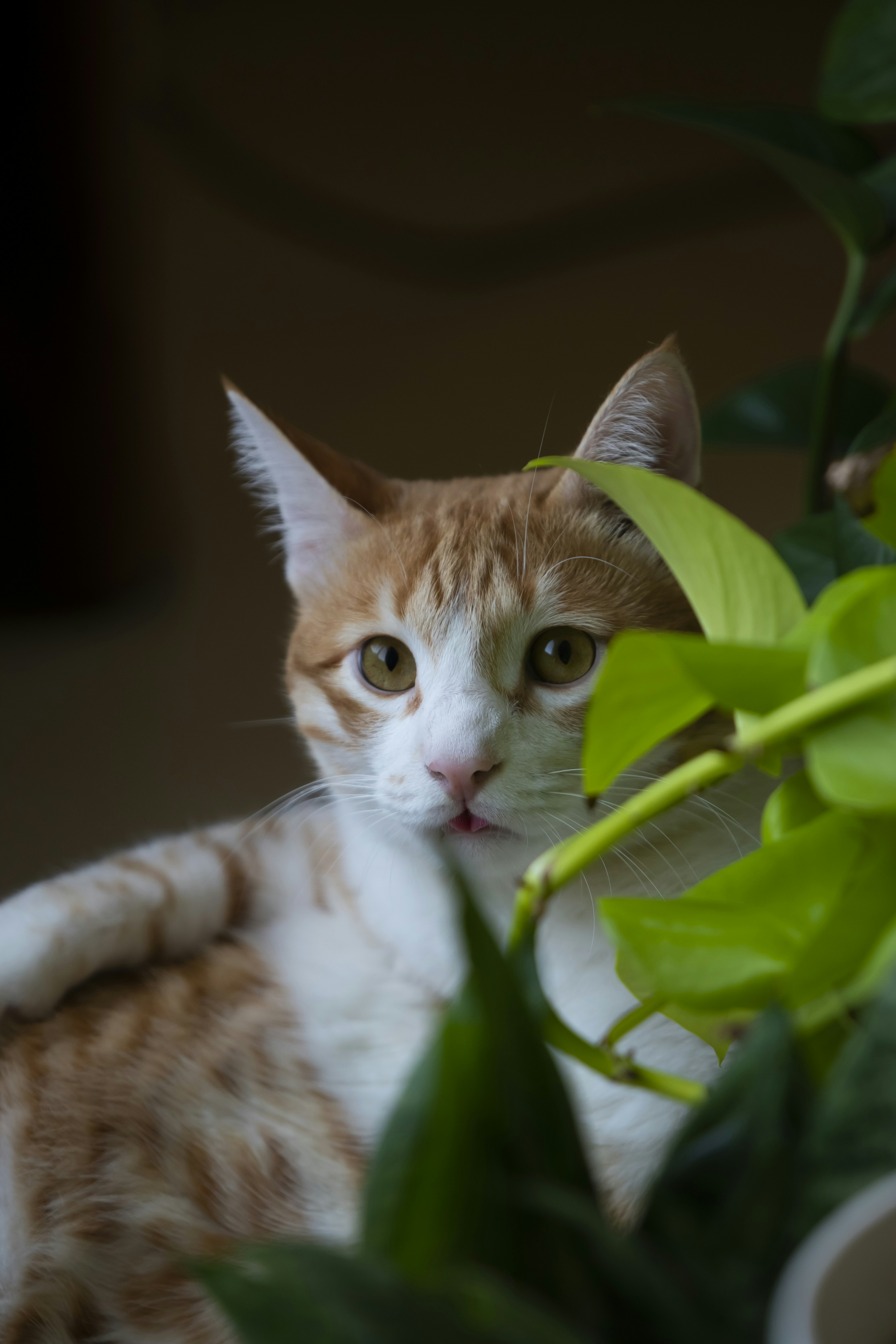 Curious Orange Tabby Among Green Tendrils