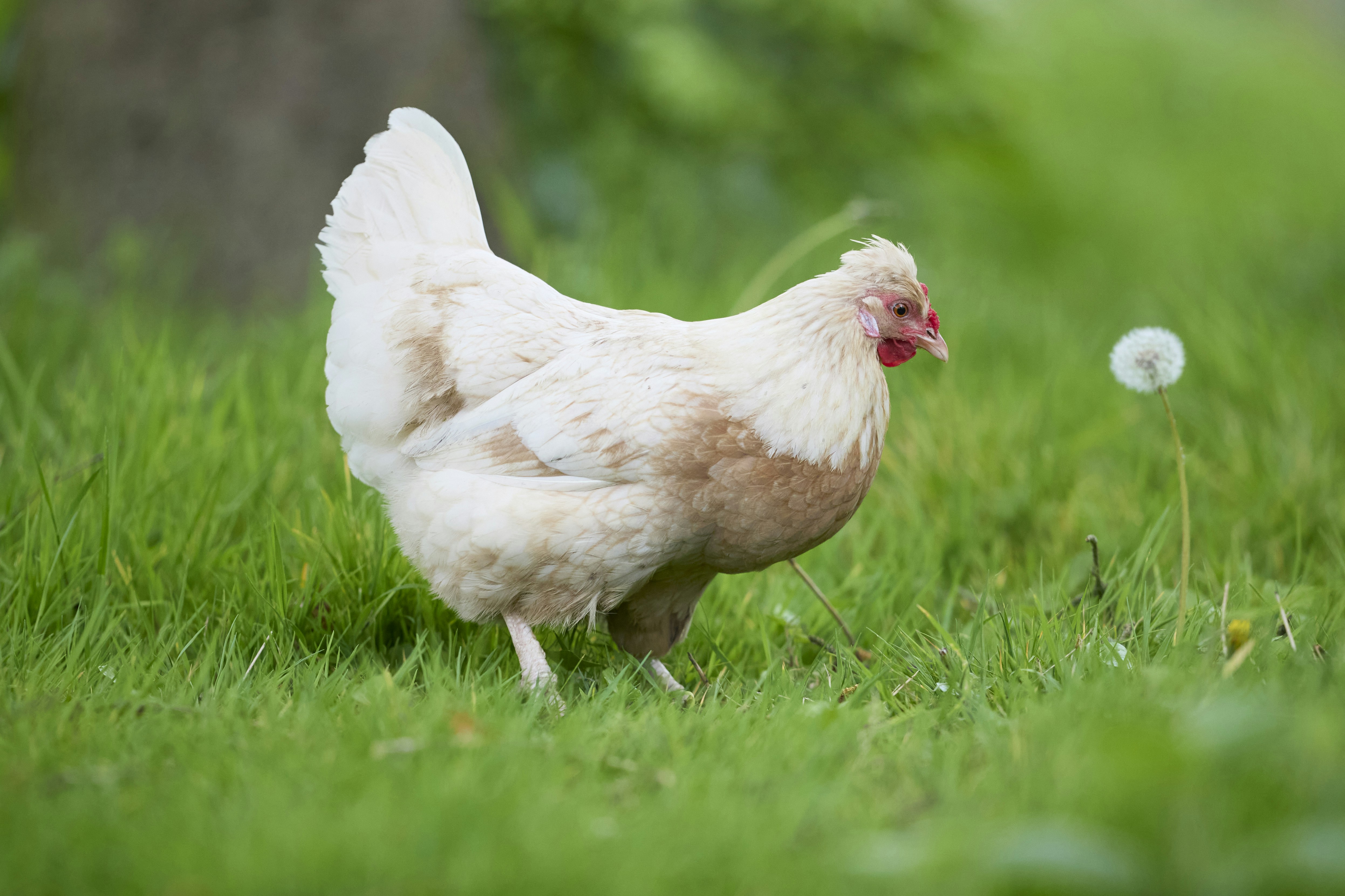 White Hen in a Green Meadow: A Quiet Moment with a Fluffy Contender
