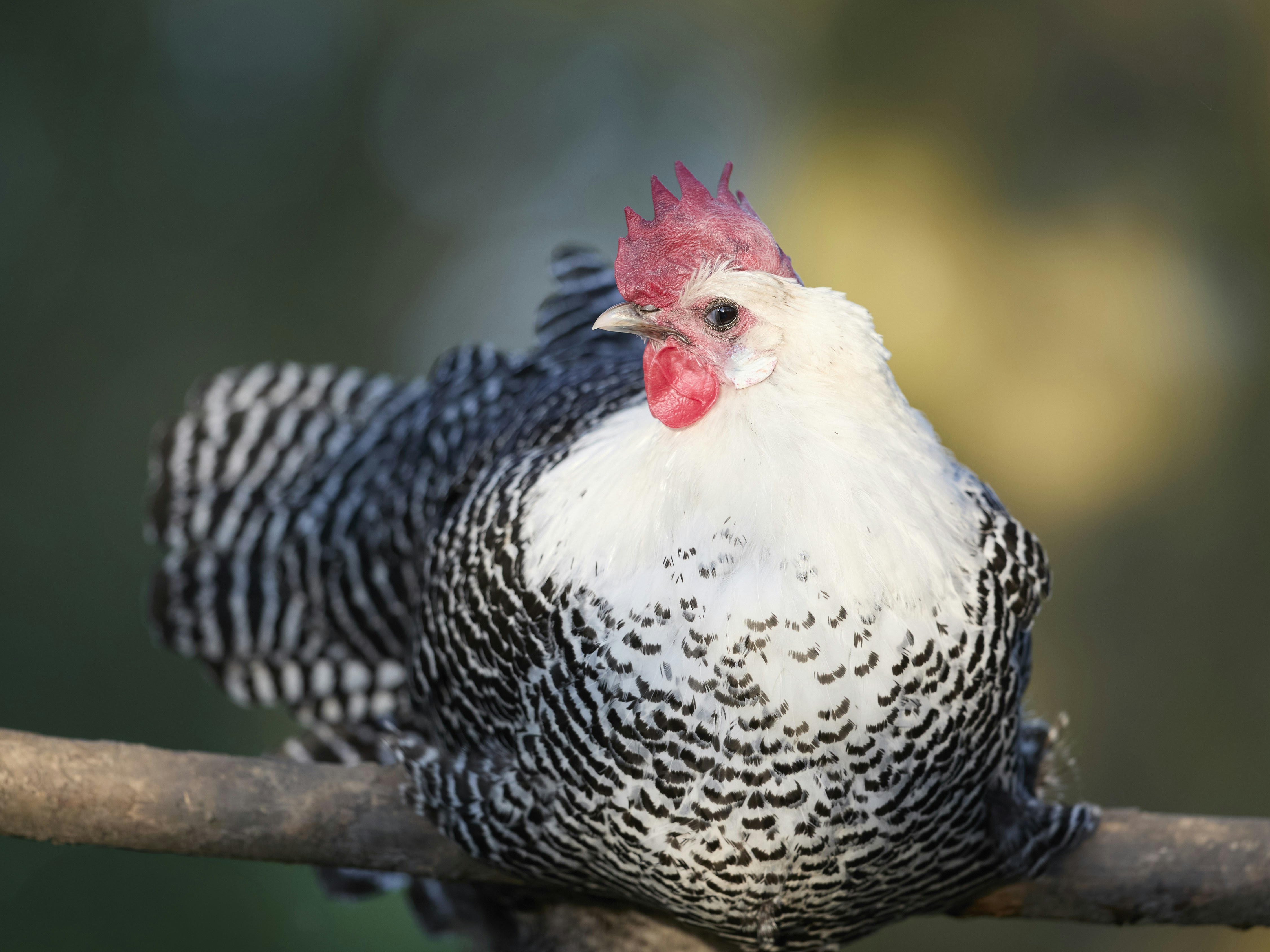 Close-up of a beautiful black and white patterned braekel chicken perched on a branch, showcasing its striking red comb and detailed feathers in soft natural light.