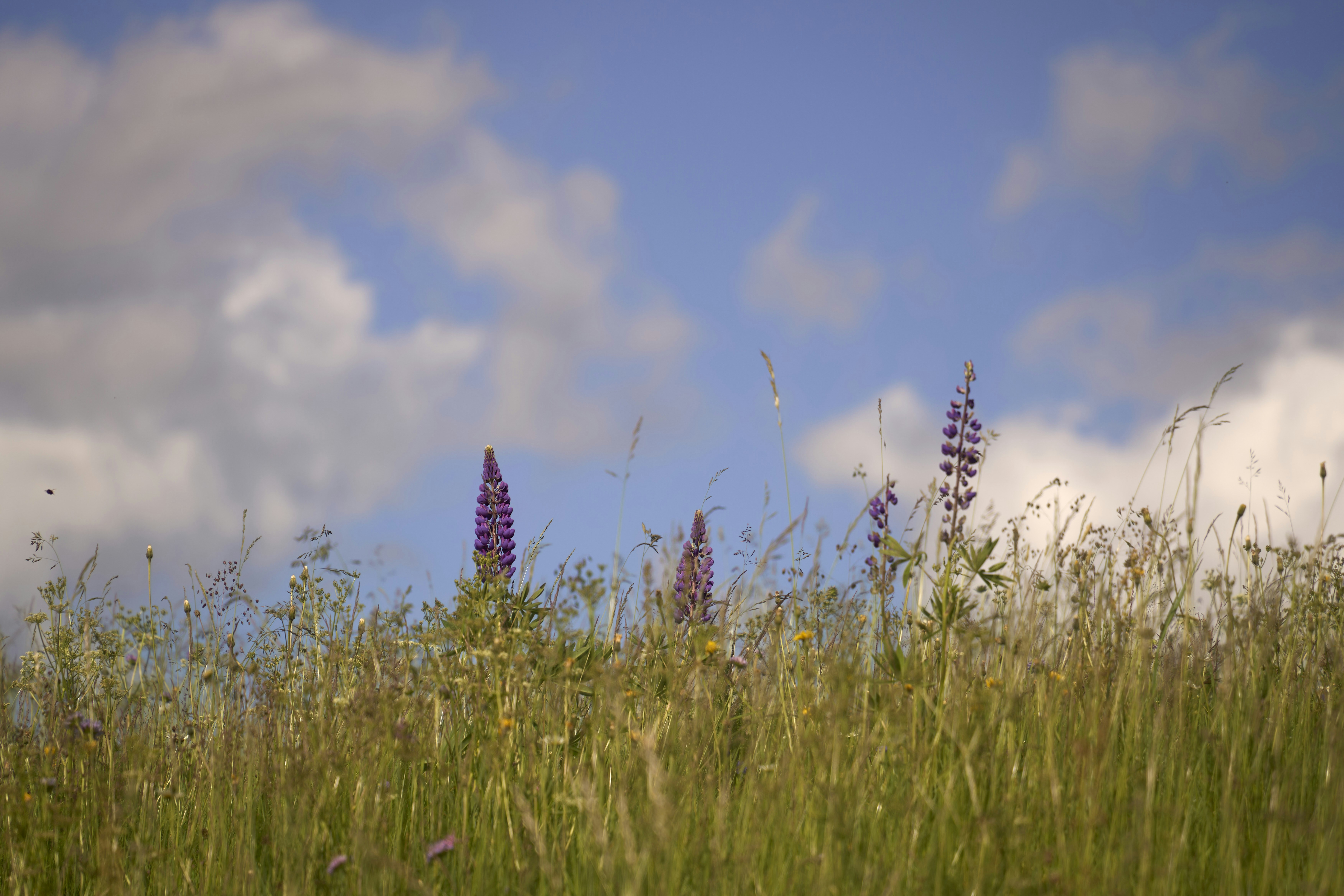 Wildflowers photo shot on Sony Alpha 7 IV