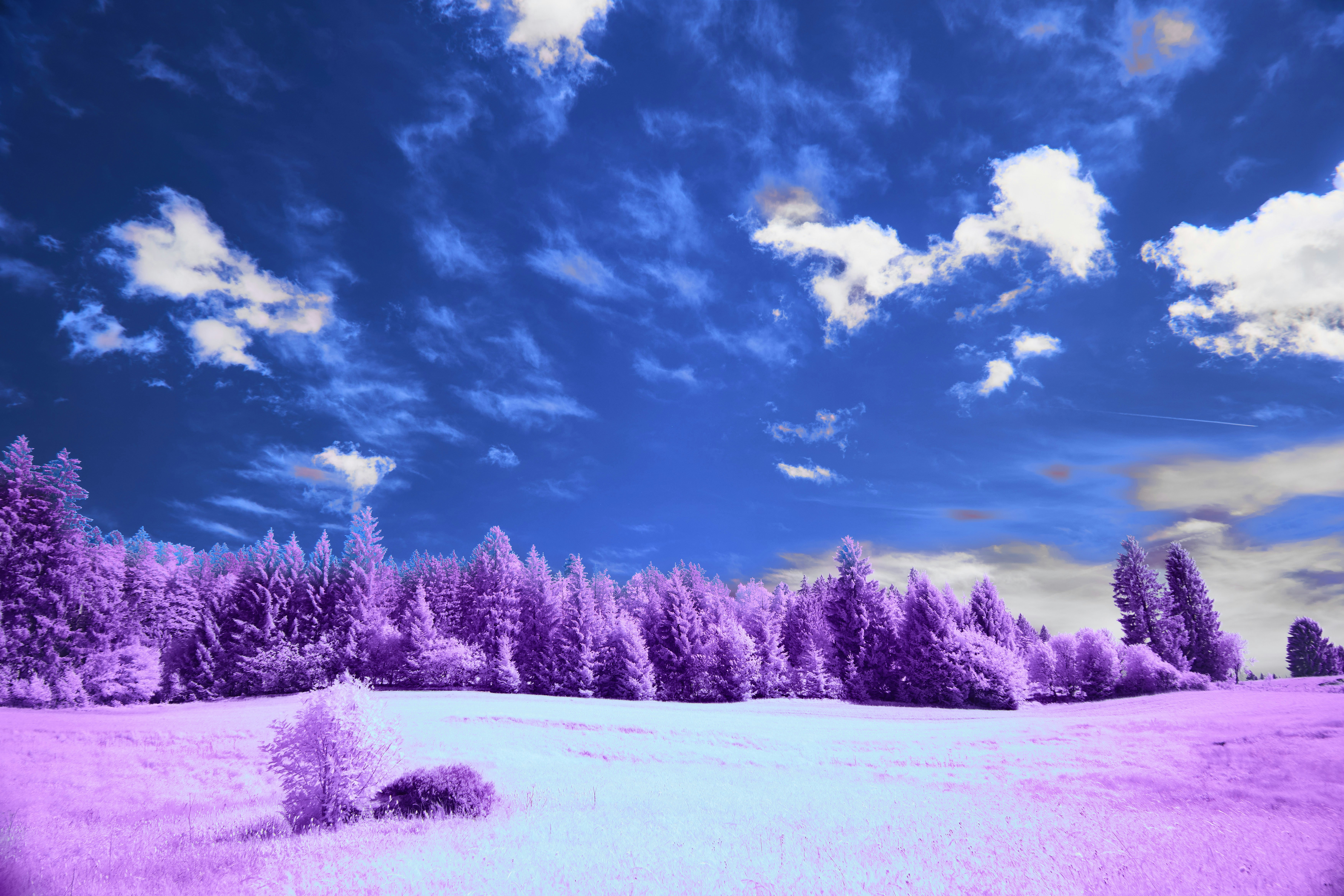 Vivid Infrared Meadow under a Cerulean Sky