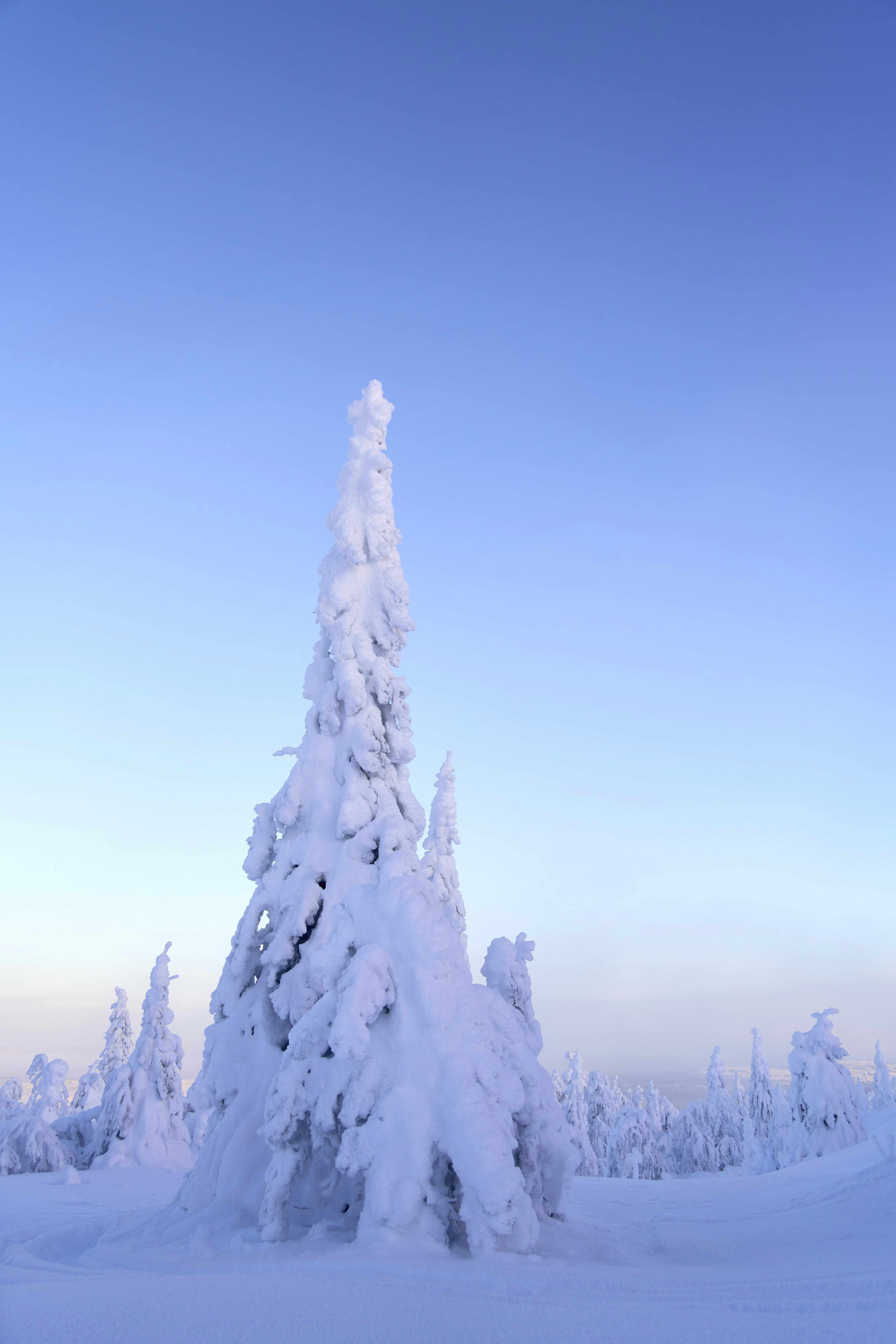 Frozen Sentinel: A Snow-Weighted Conifer Reaches Toward a Blue Winter Sky