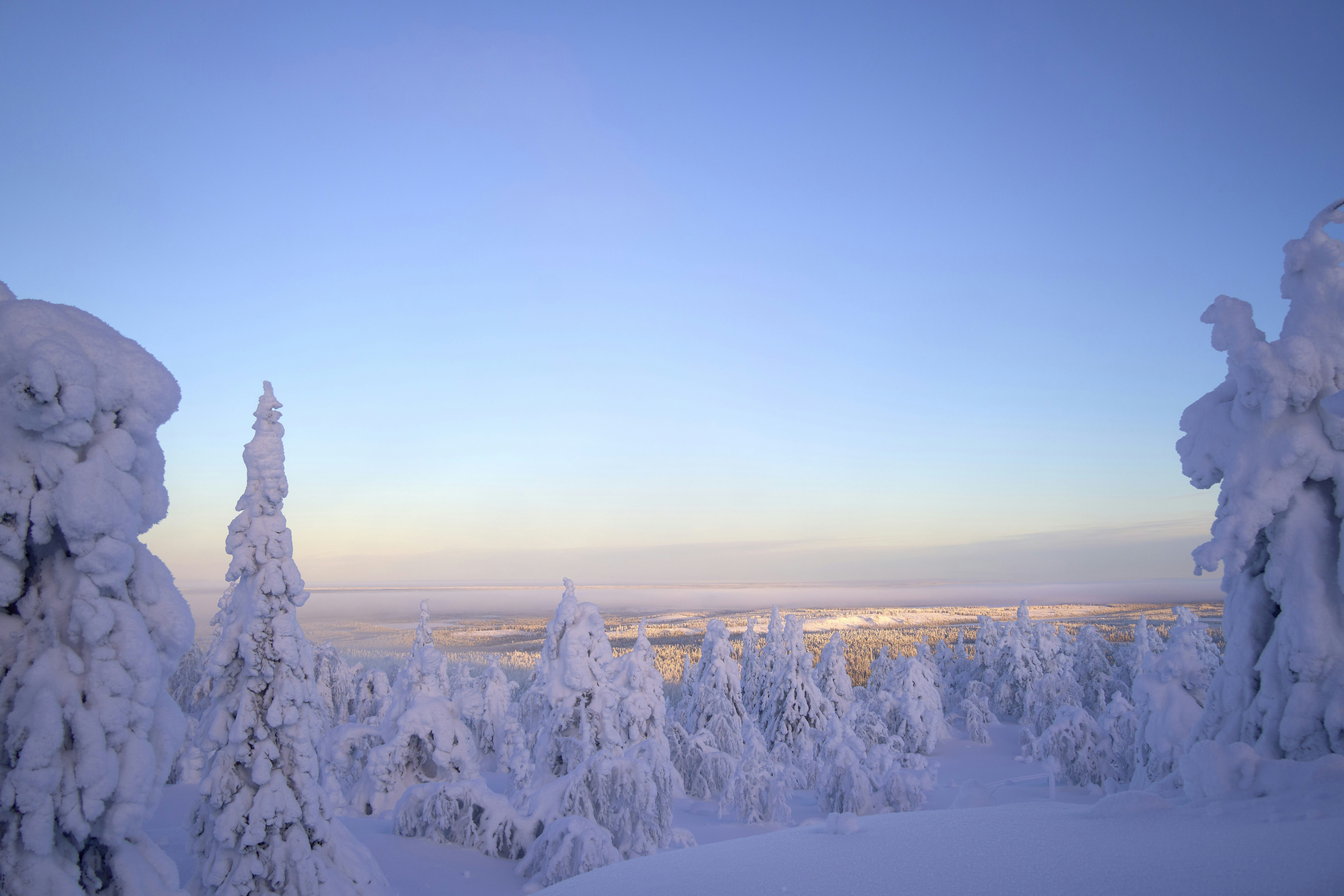 Polar Dawn: Snow-Wreathed Trees Beneath a Pale Horizon