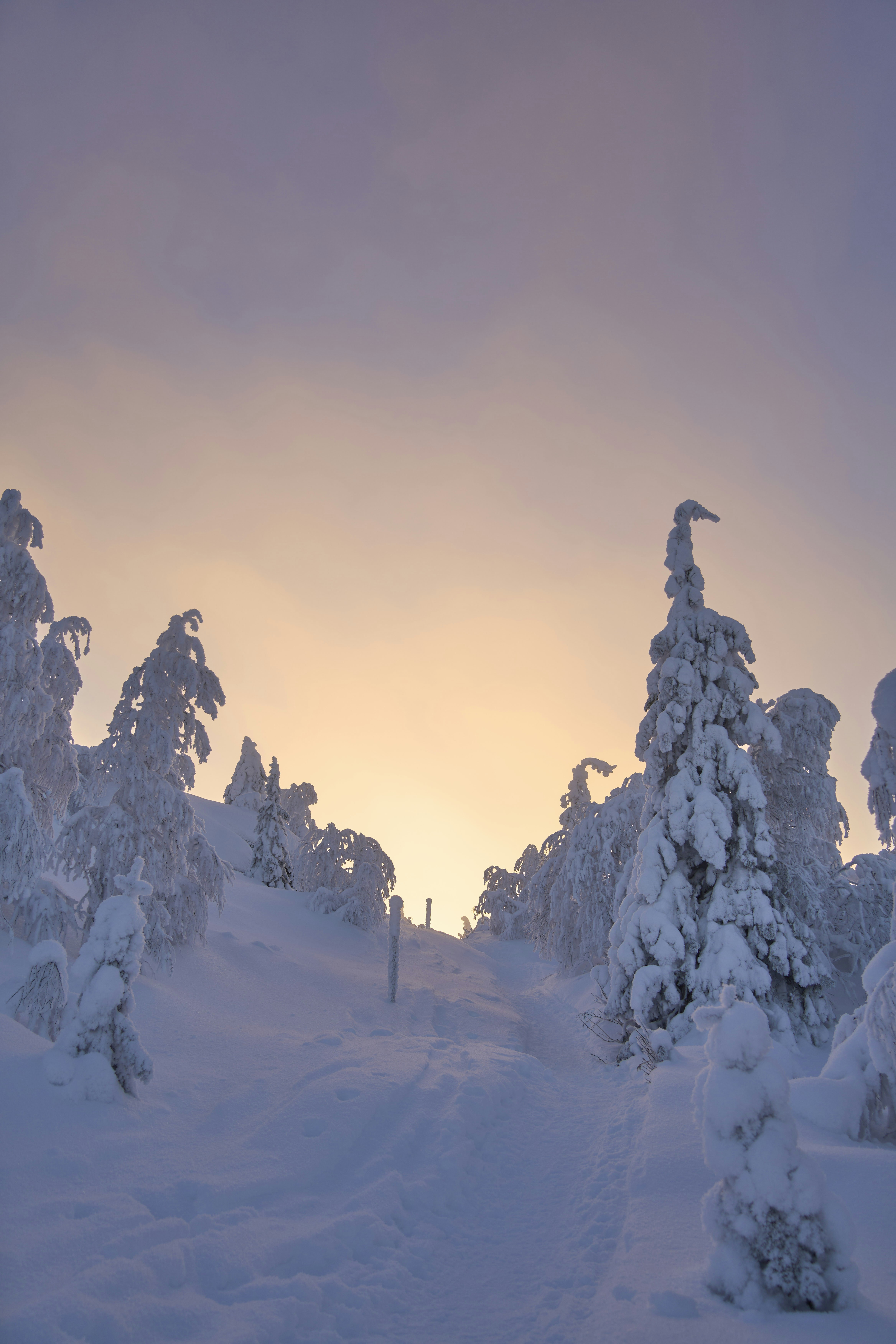 Sunrise over a snow-clad forest path