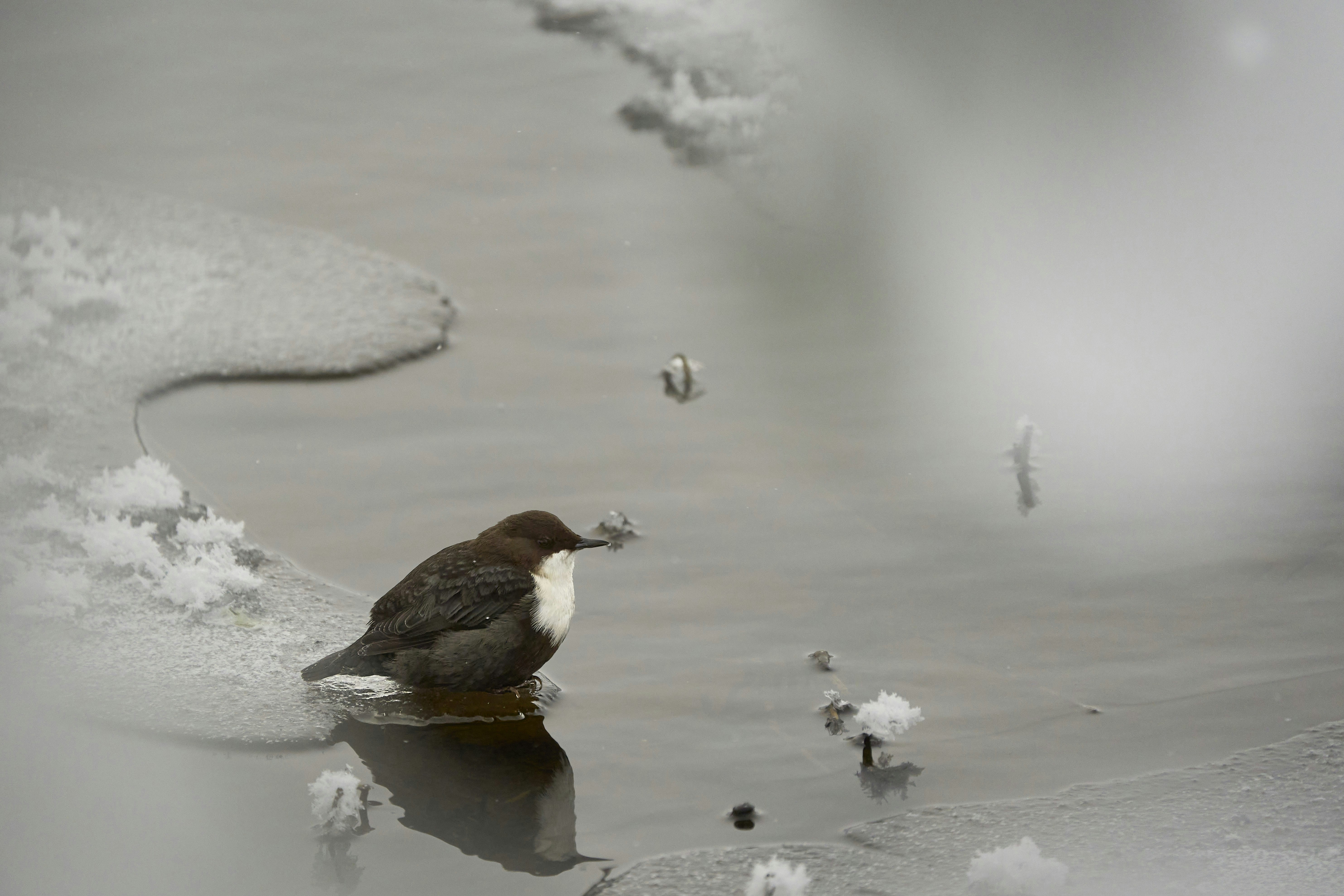 Finnish Dusk: A lone dipper on frozen edges