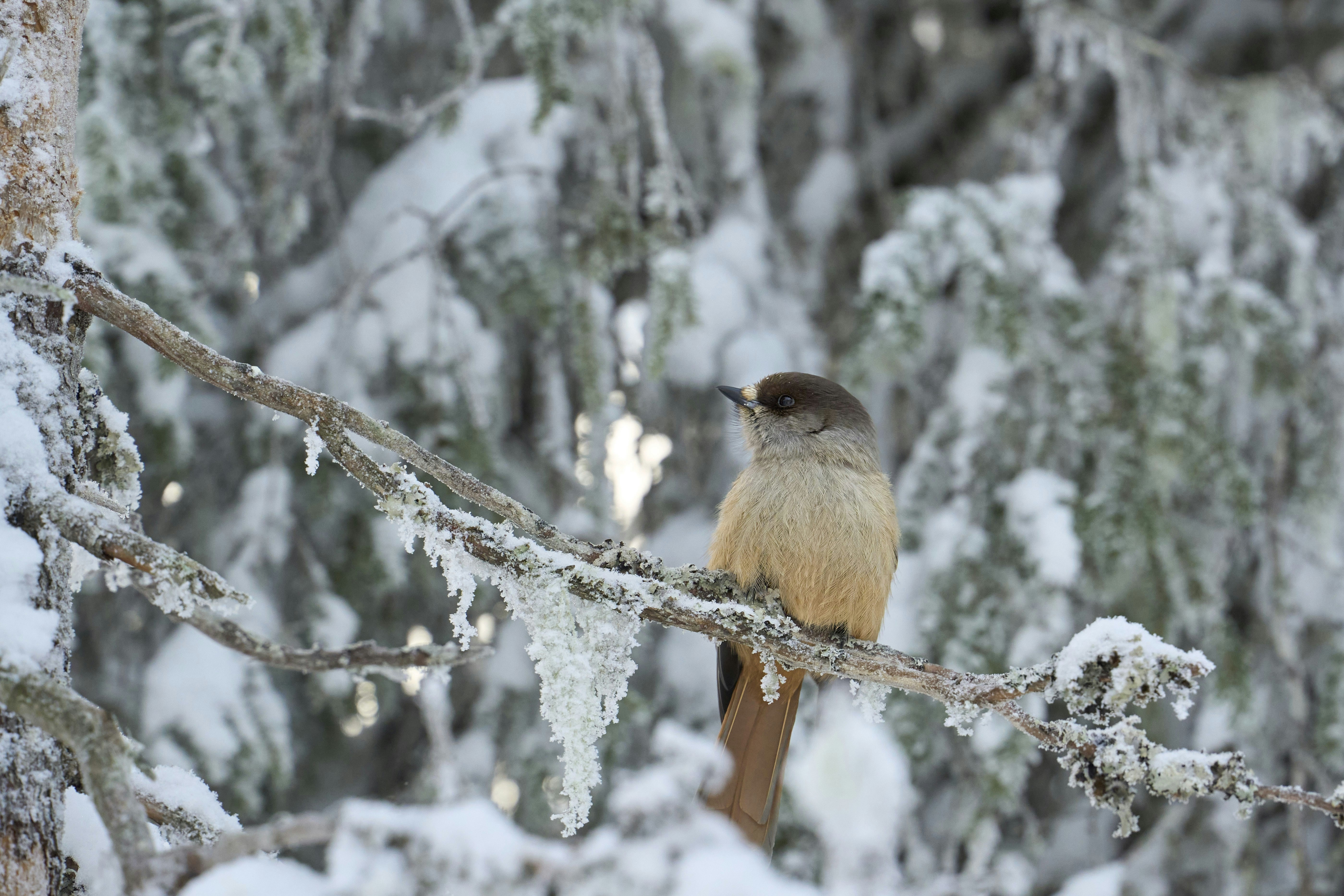 Snowbound Warbler: A Small Silhouette on a Frosted Branch
