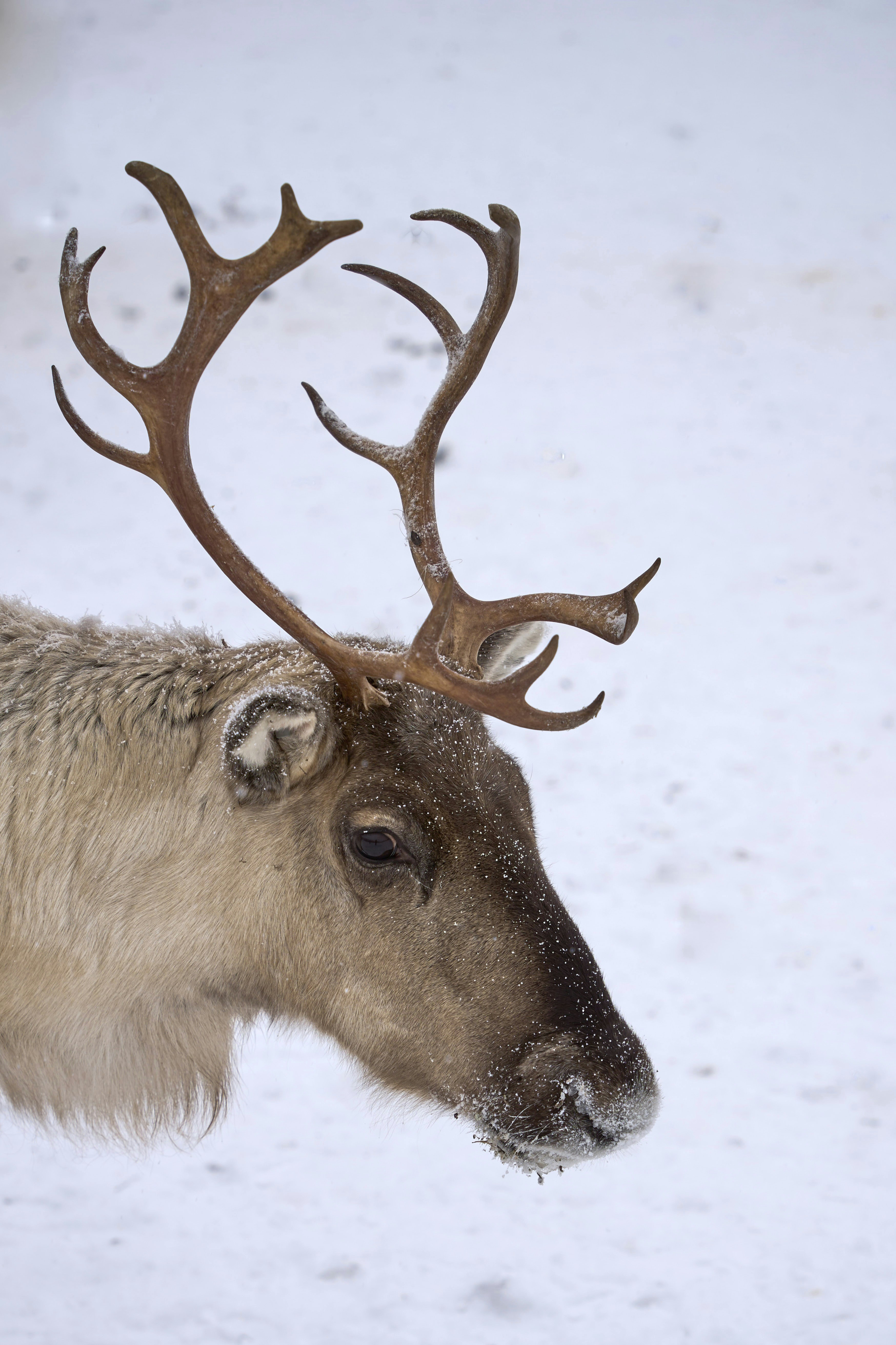 Winter Noble: A Stately Elk in Soft Snow