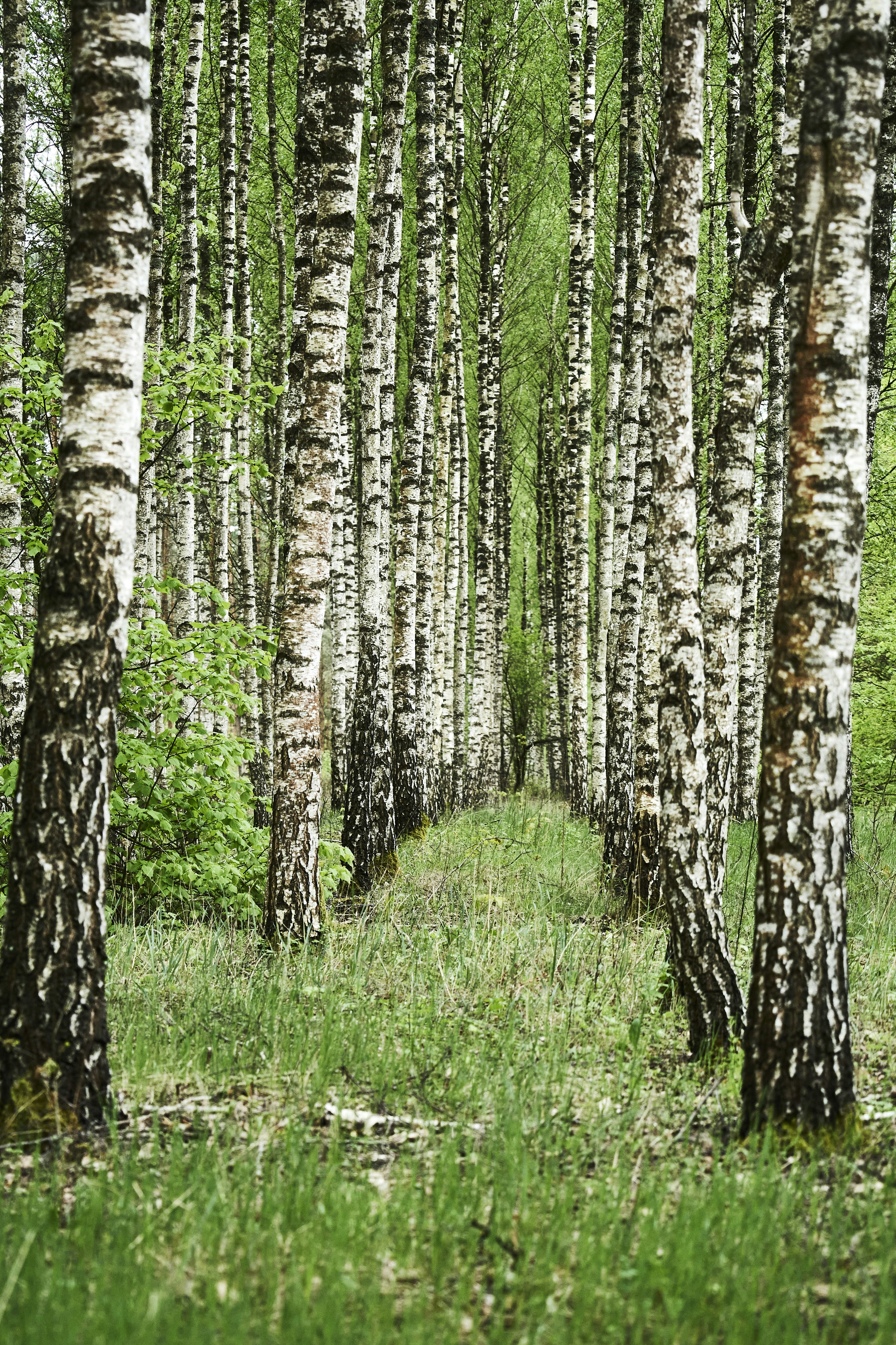 Birch Avenue: A Quiet Corridor of White Trunks and Fresh Spring Light