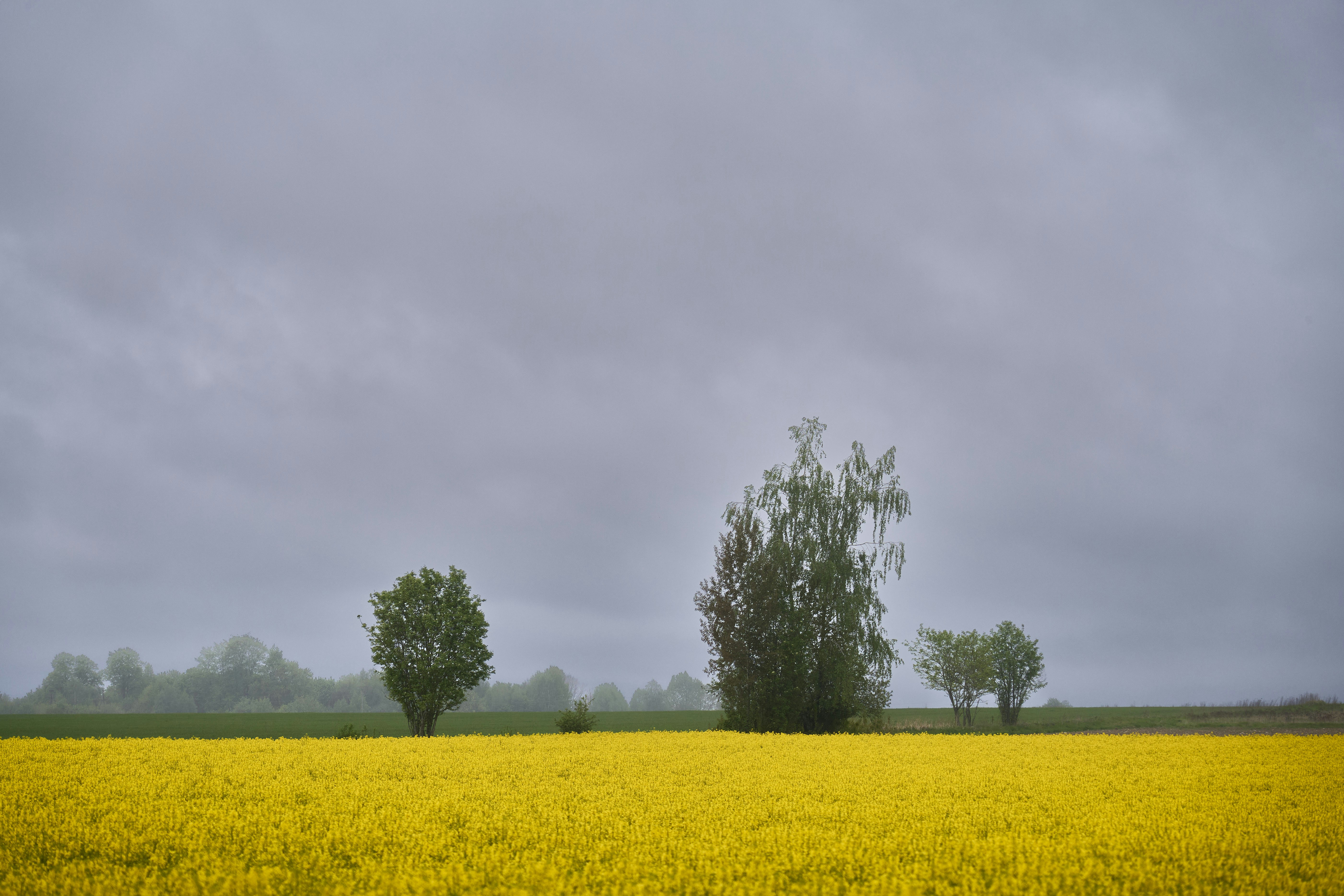 Field of Gold Under a Storm-Cloud Sky