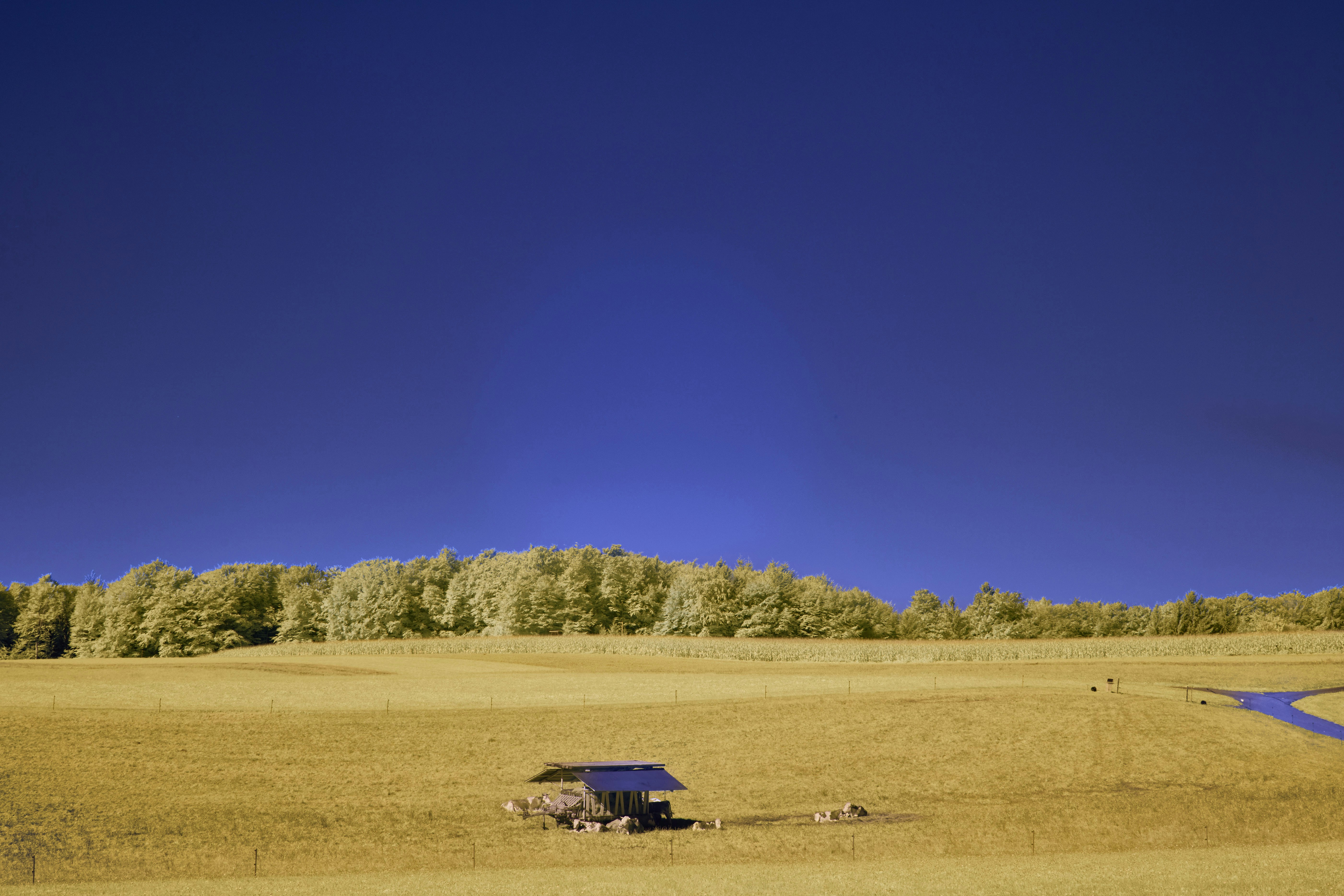Golden Prairie Under a Velvet Sky