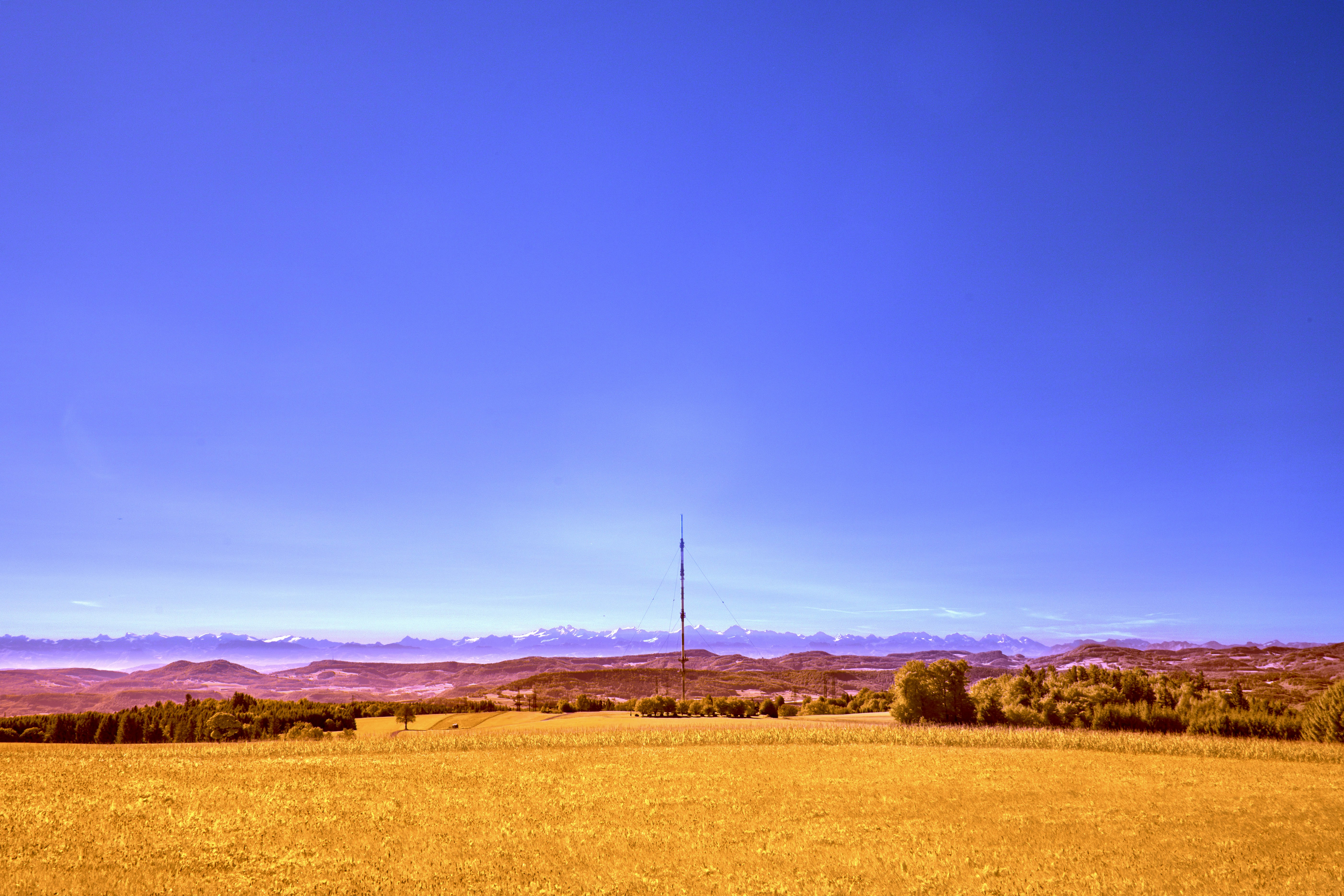 Radiant Horizon: Golden Field Meets Clear Cerulean Sky