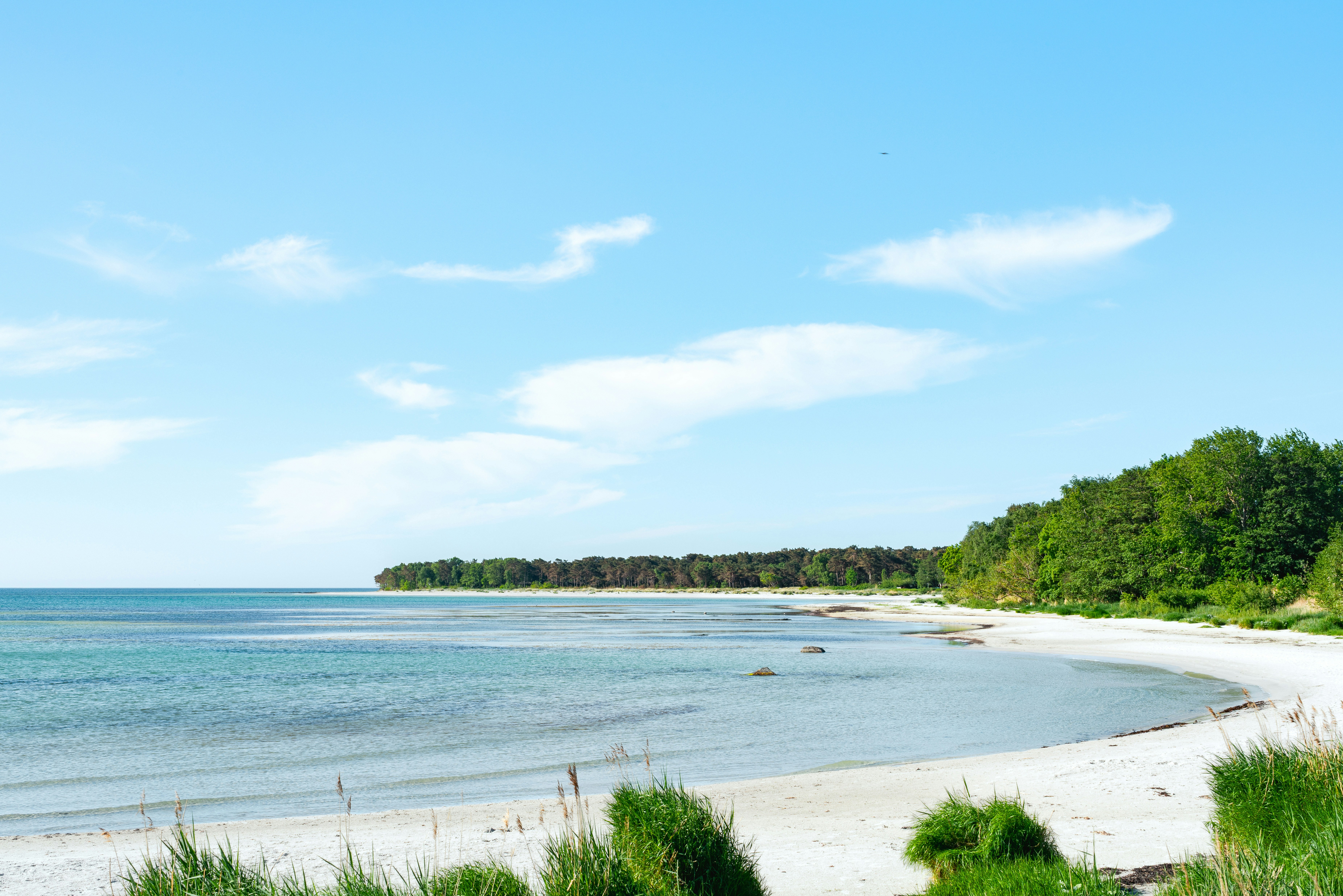 Coastal Curve: Sunlit Shoreline Beyond the Emerald Trees