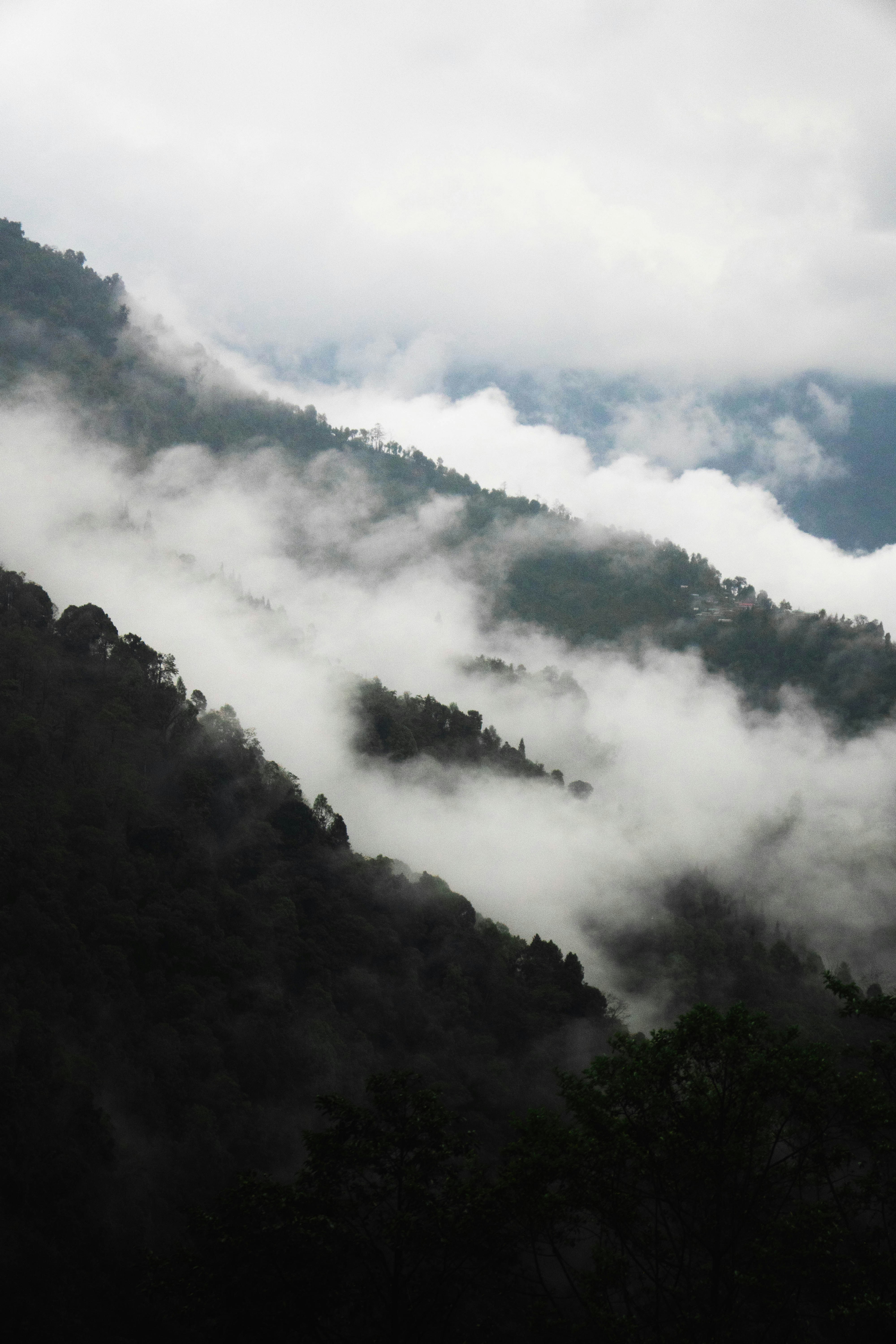 Foggy Forest Zuluk, Sikkim